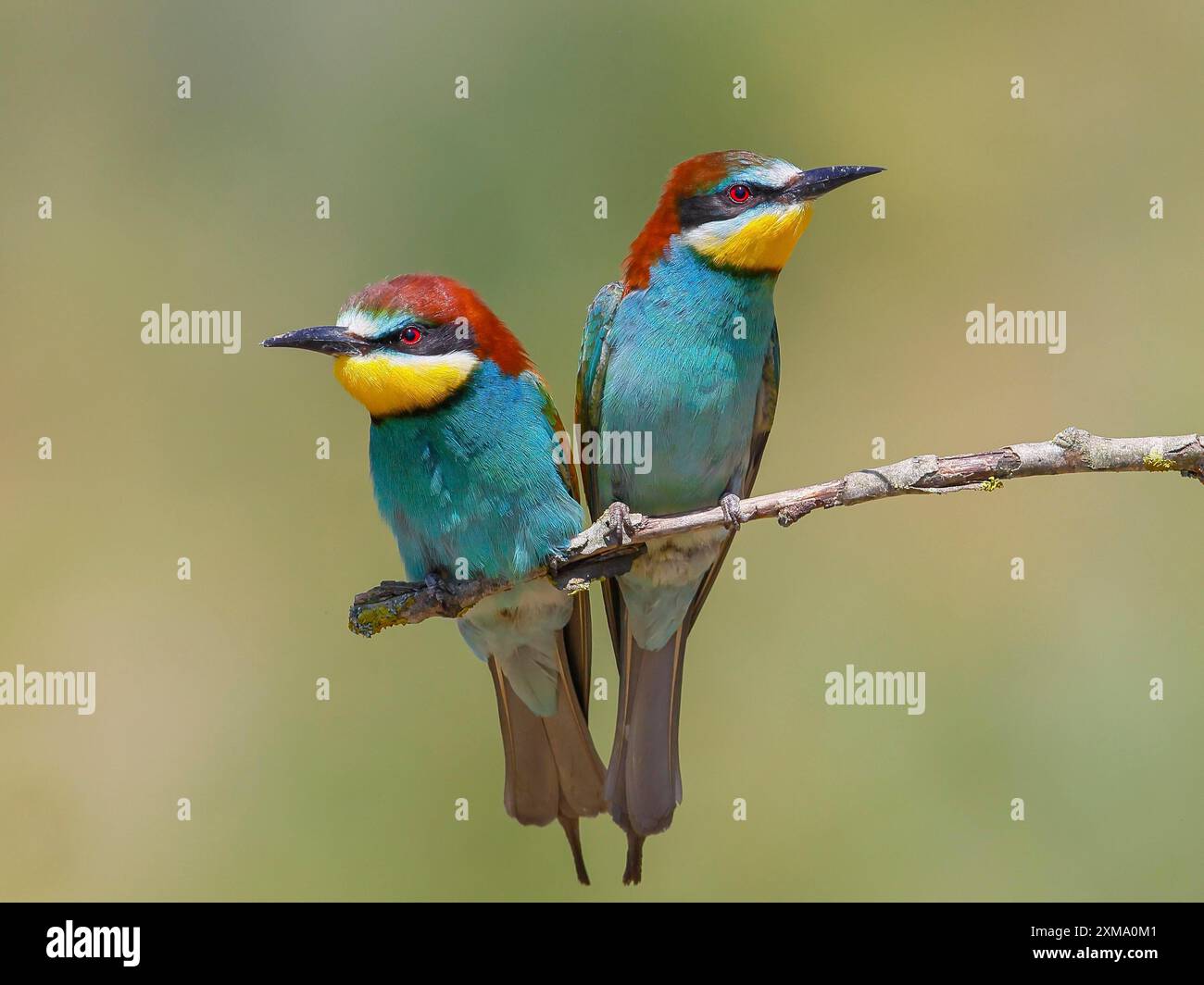 Bee-eater (Merops apiaster) pair sitting on a branch, wildlife, mating ...