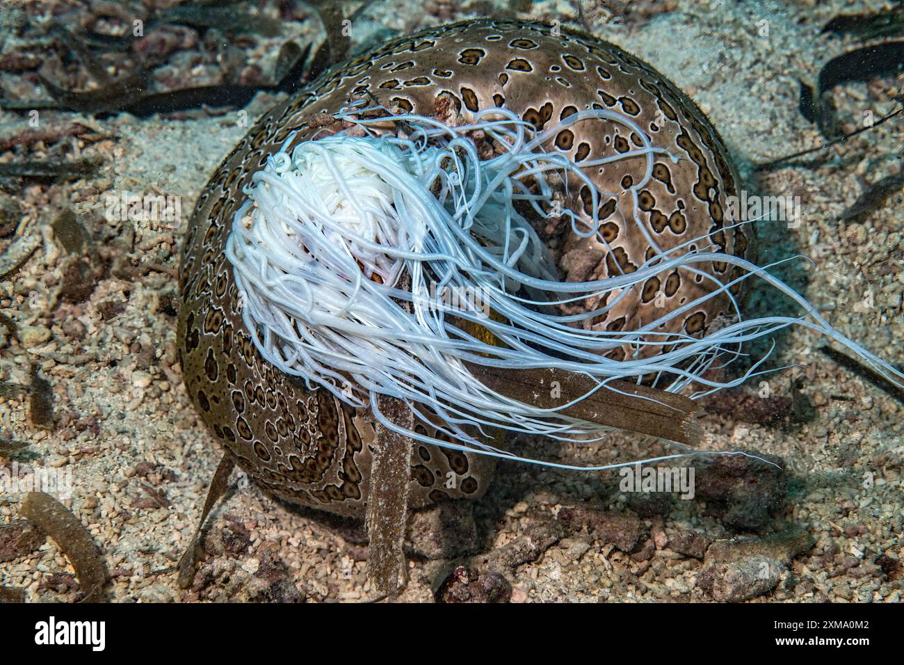 Sea cucumber (Bohadschia argus) Sea cucumber ejects part of internal ...