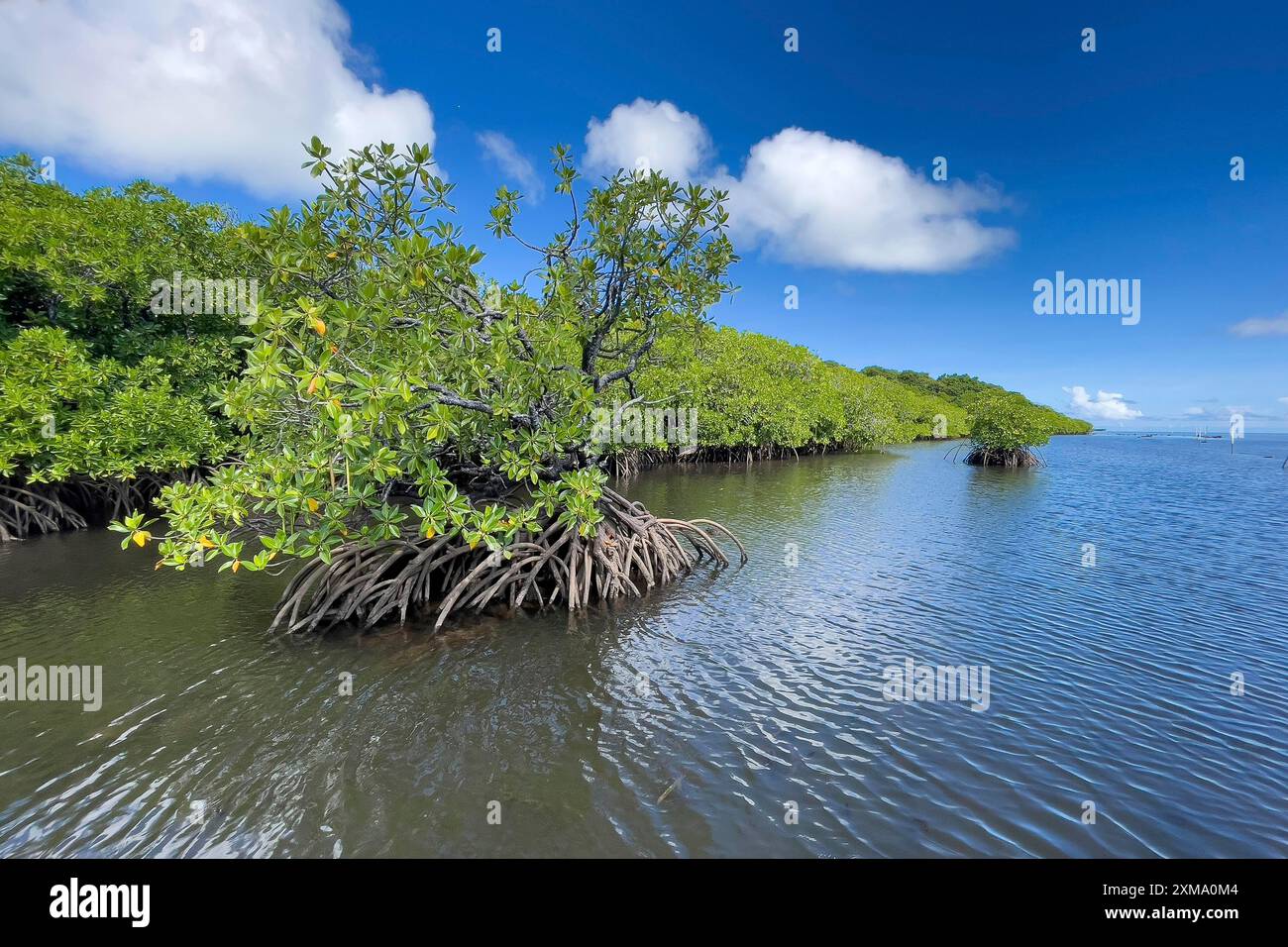 Stilt mangrove (Rhizophora stylosa) stands in lagoon of island in ...