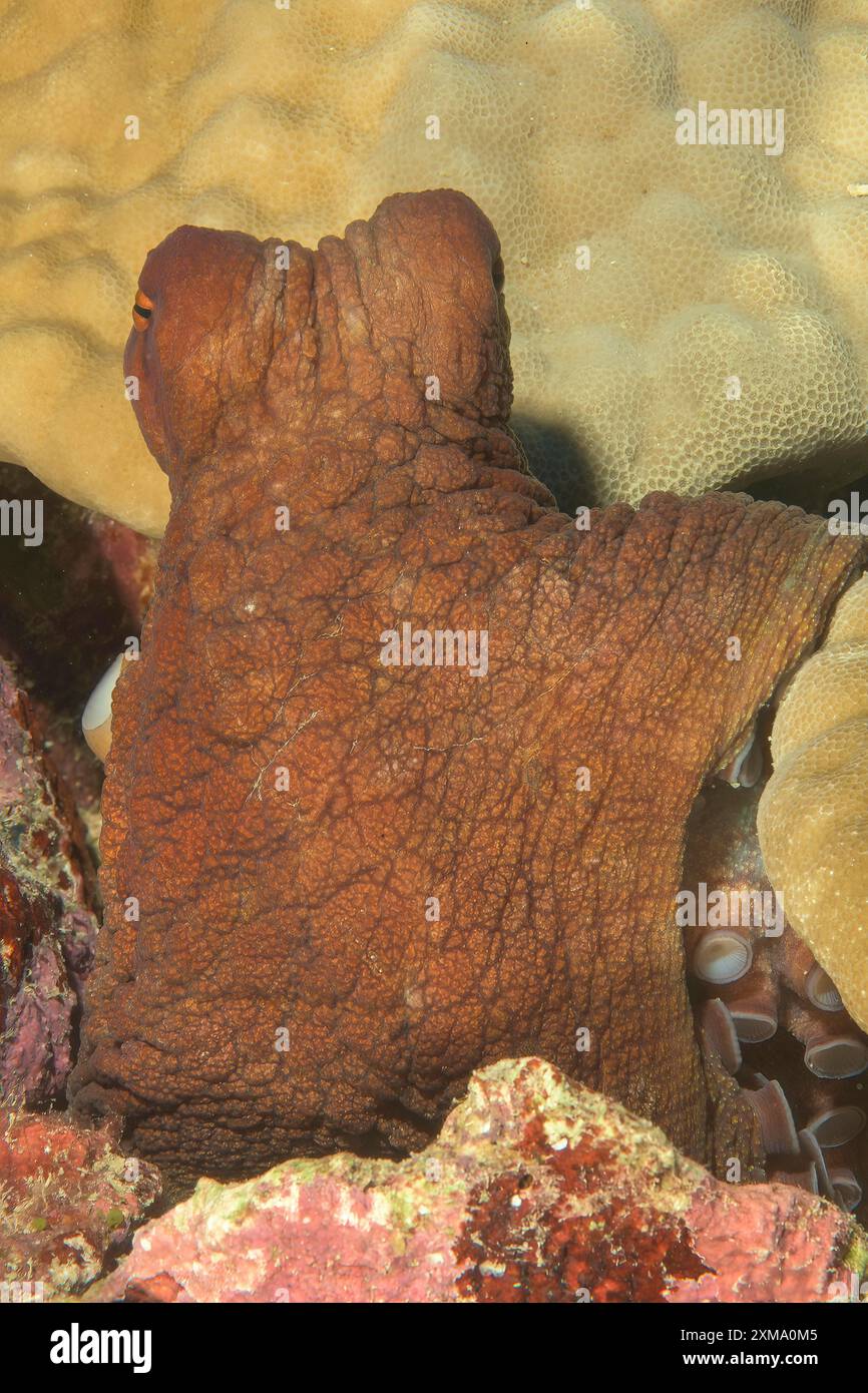 Eight armed mollusc hi-res stock photography and images - Alamy