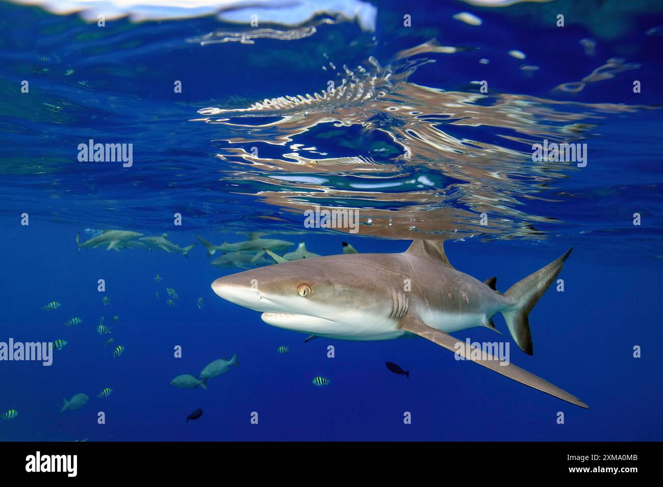 Female specimen of Grey reef shark (Carcharhinus amblyrhynchos) swims ...