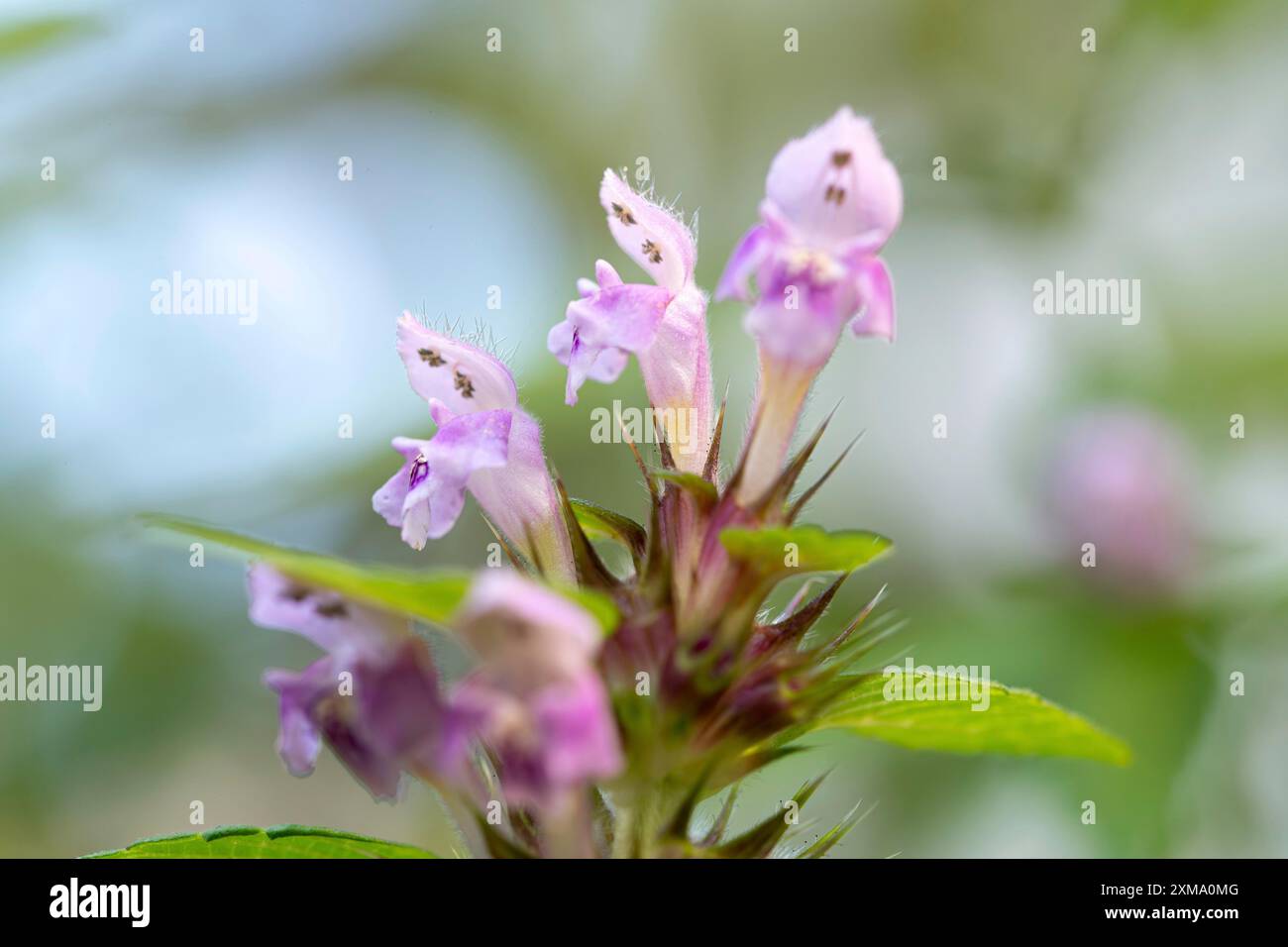 Common hemp-nettle (Galeopsis tetrahit), in full bloom, Velbert, North ...