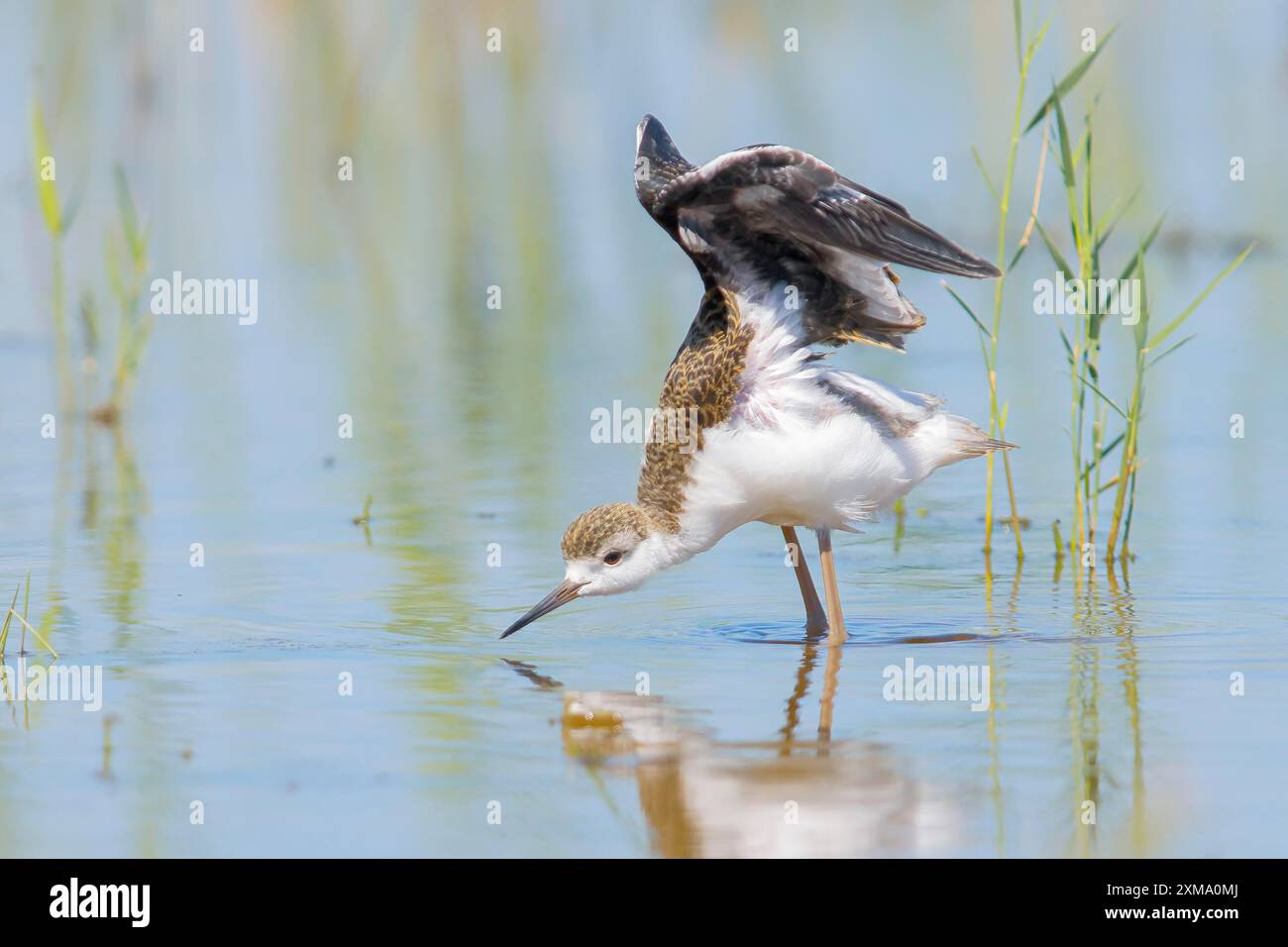 Black-winged Stilt (Himantopus himantopus) young bird standing in ...