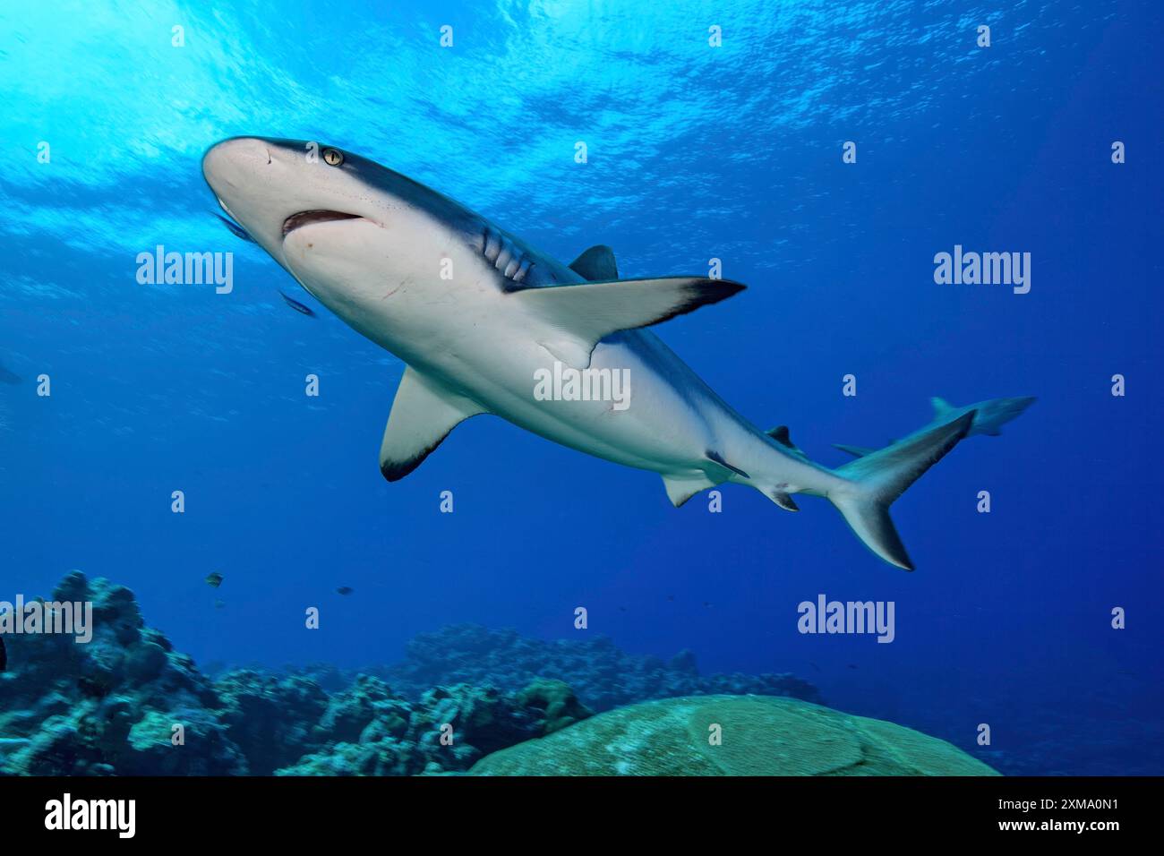Female Grey reef shark (Carcharhinus amblyrhynchos) swimming fast over ...