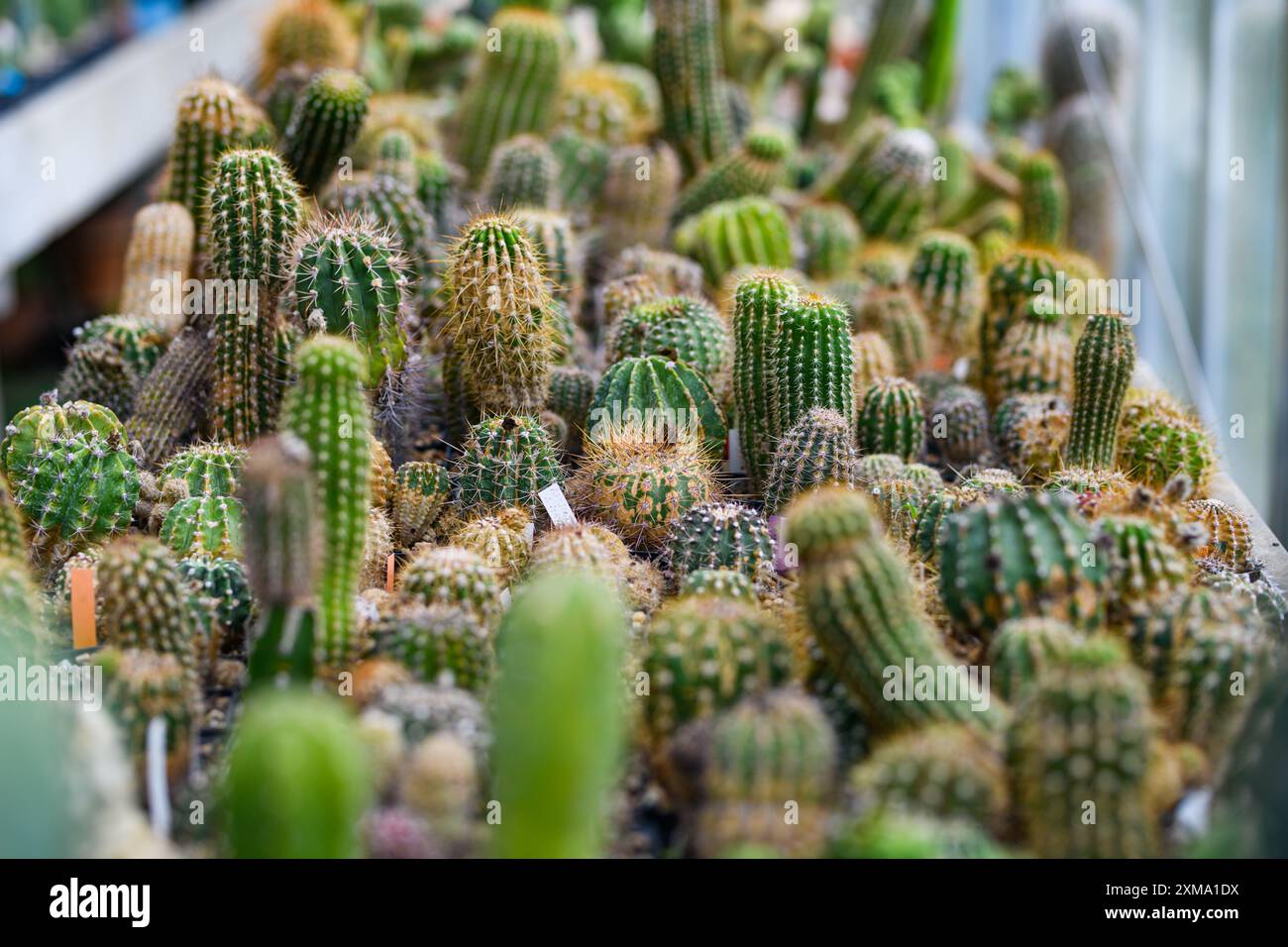 Cactus or Cacti Plants. Cactus plants. Background cactus with spines ...