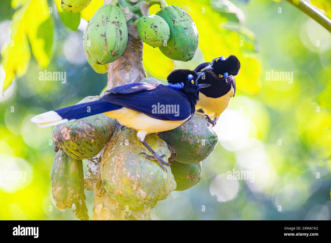 Plush-crested jay (Cyanocorax chrysops) Pantanal Brazil Stock Photo - Alamy
