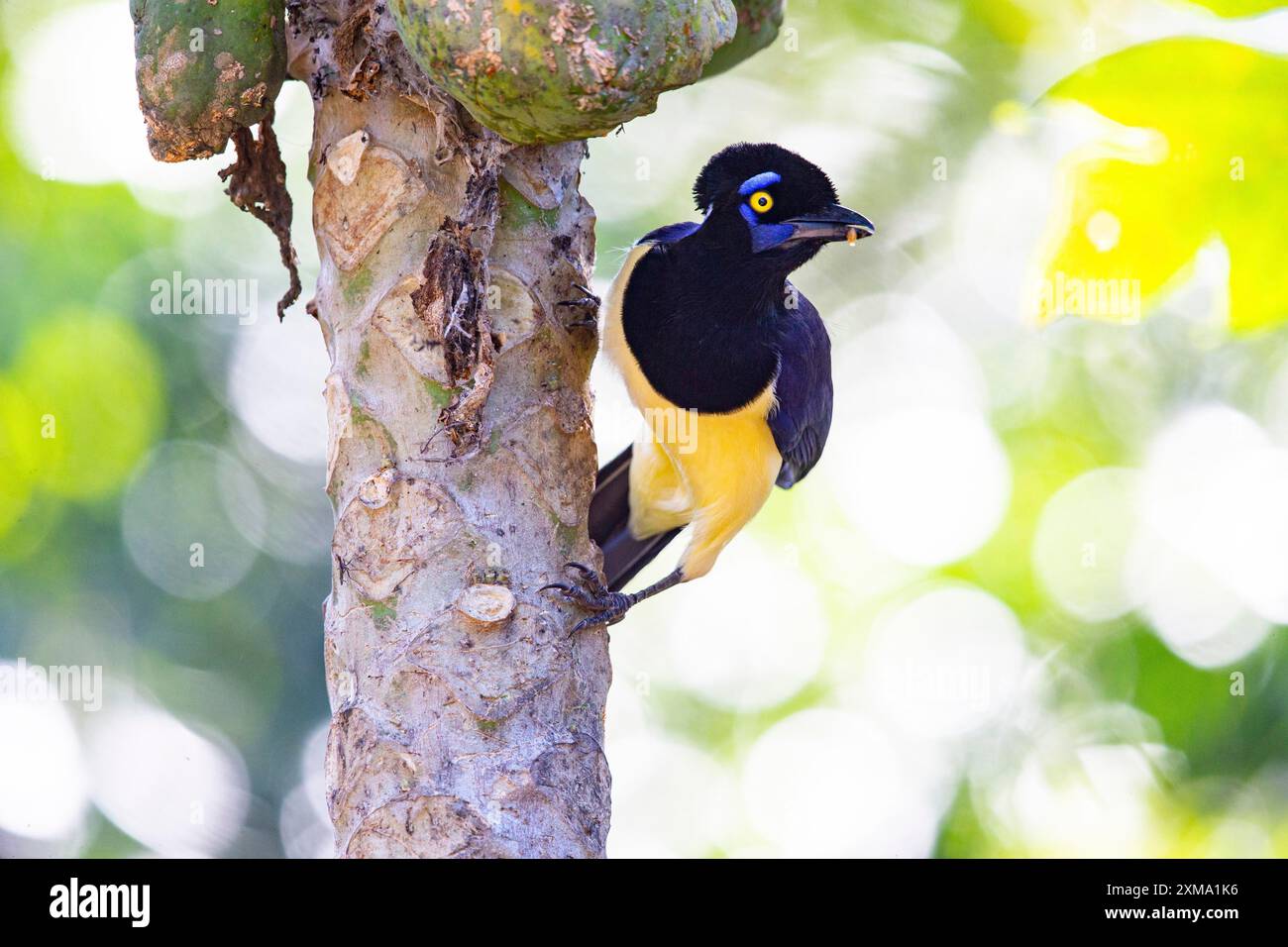 Plush-crested jay (Cyanocorax chrysops) Pantanal Brazil Stock Photo - Alamy