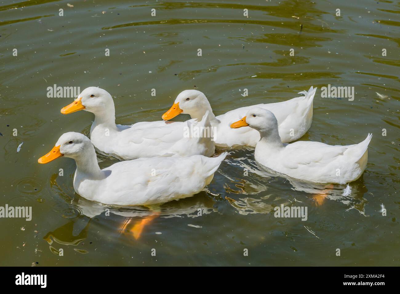 Four white American Pekin ducks (Anas platyrhynchos domesticus ...