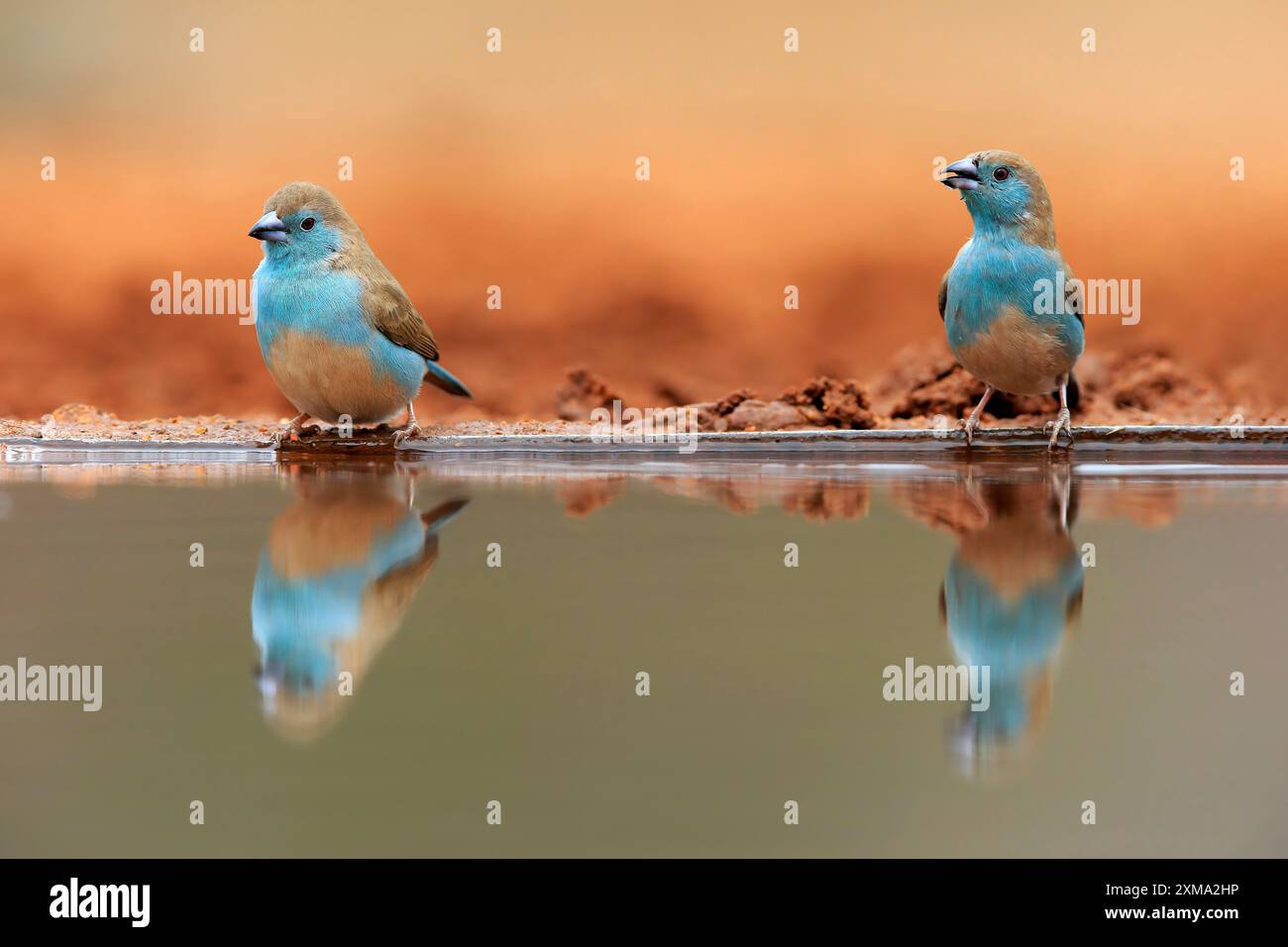 Blue-winged Oriole (Uraeginthus angolensis), Angola Butterfly Finch ...