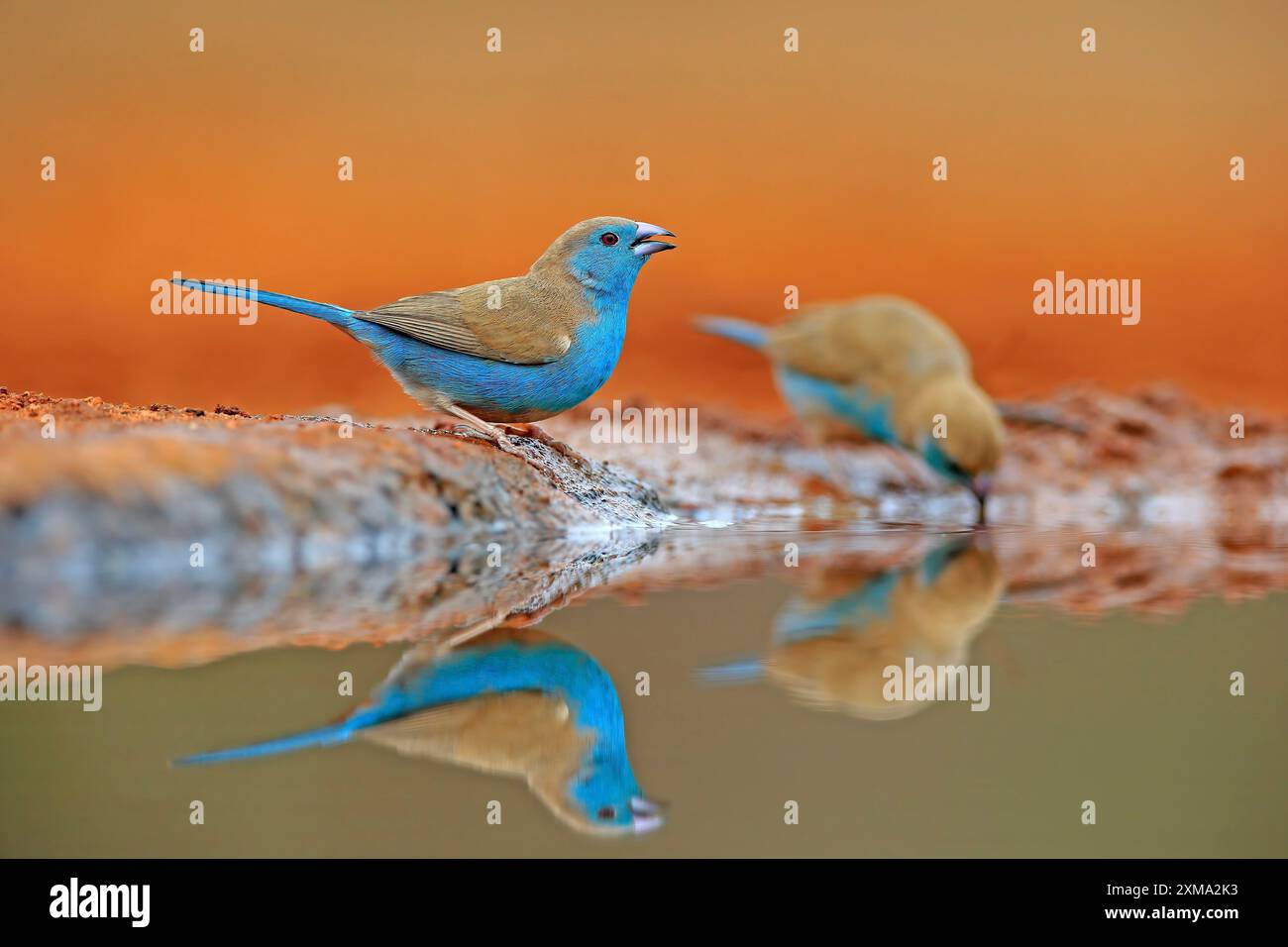 Blue-winged Oriole (Uraeginthus angolensis), Angola Butterfly Finch ...