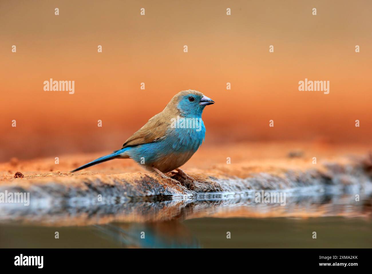 Blue waxbill (Uraeginthus angolensis), Angola butterfly finch, adult ...