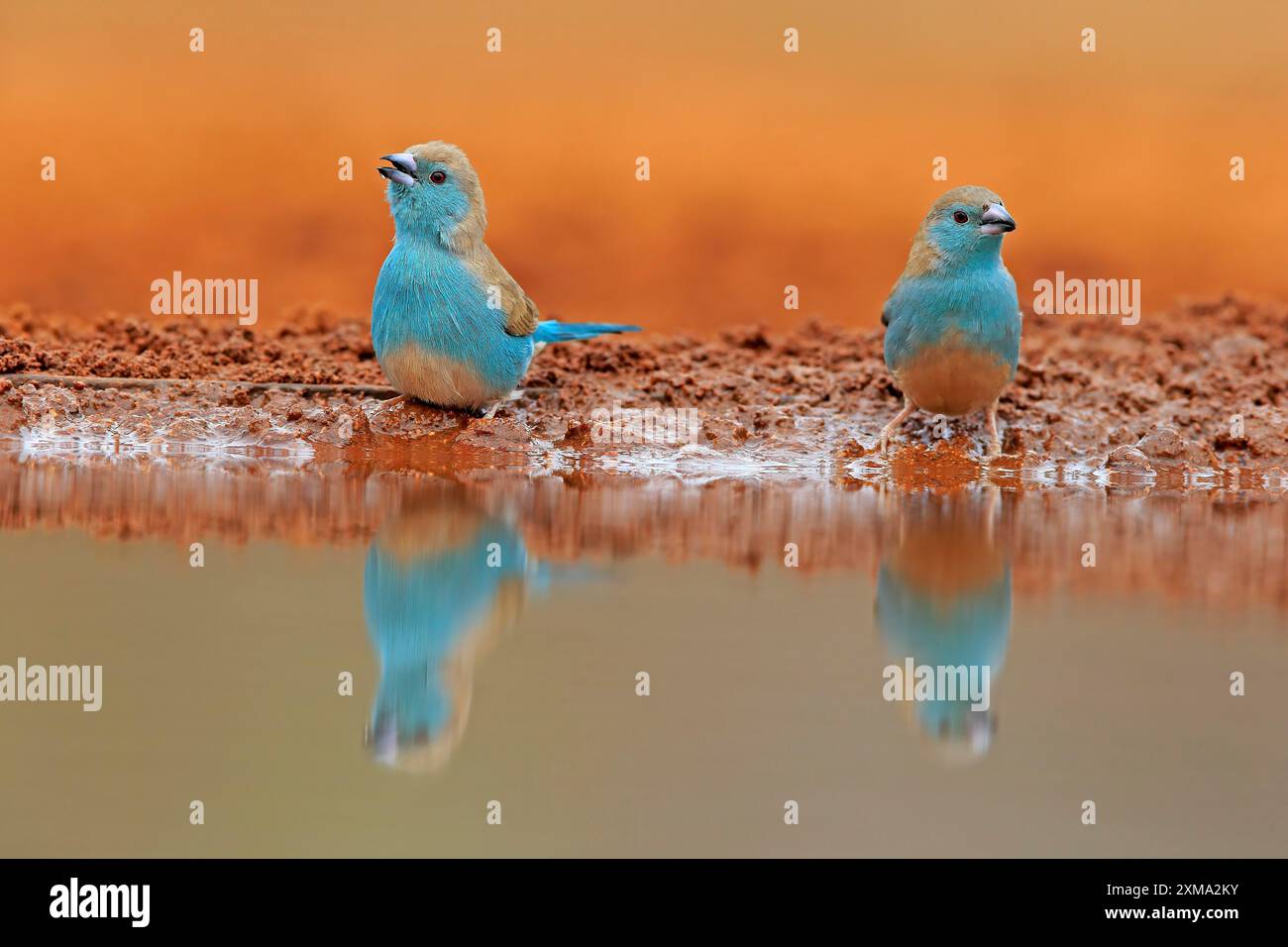 Blue-winged Oriole (Uraeginthus angolensis), Angola Butterfly Finch ...