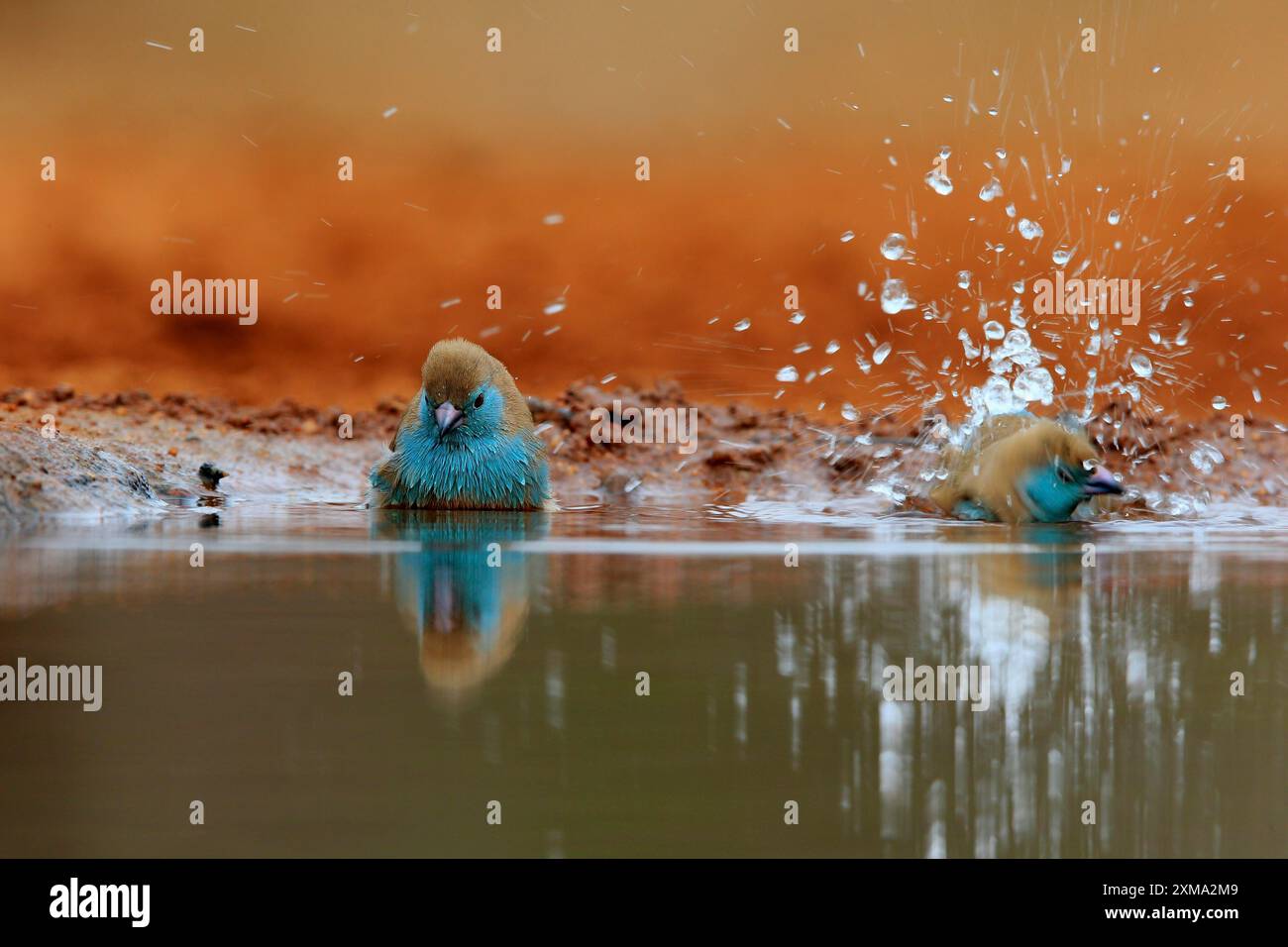 Angolan butterfly finch (Uraeginthus angolensis), blue-eared butterfly ...