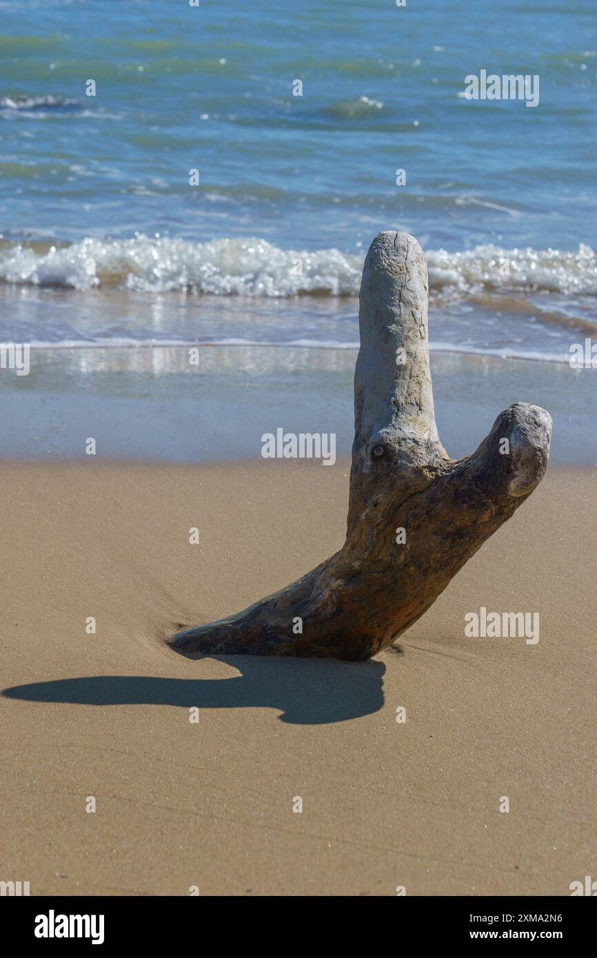 Y shaped driftwood trunk stuck in sand at the beach with waves of the ...