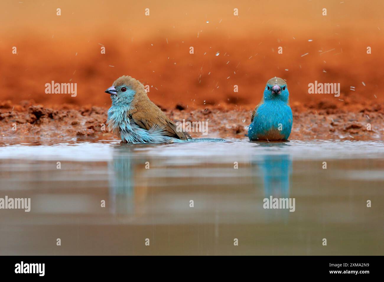 Angolan butterfly finch (Uraeginthus angolensis), blue-eared butterfly ...