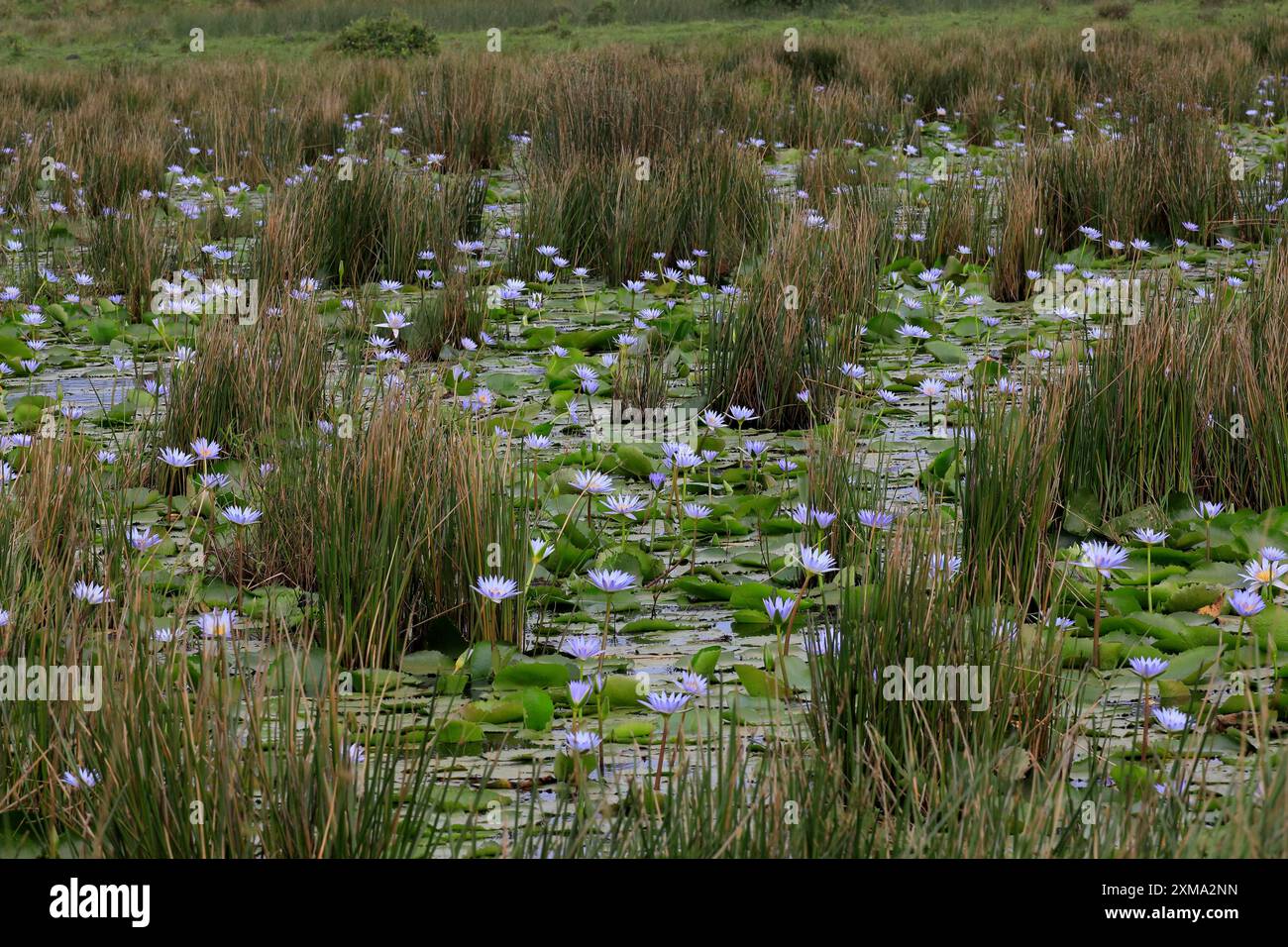 Blue water lily (Nymphaea capensis), Blue Cape water lily, flowering ...
