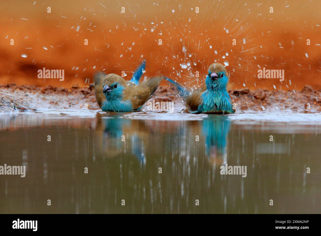 Angolan butterfly finch (Uraeginthus angolensis), blue-eared butterfly ...