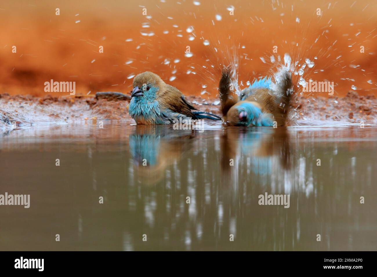 Angolan butterfly finch (Uraeginthus angolensis), blue-eared butterfly ...