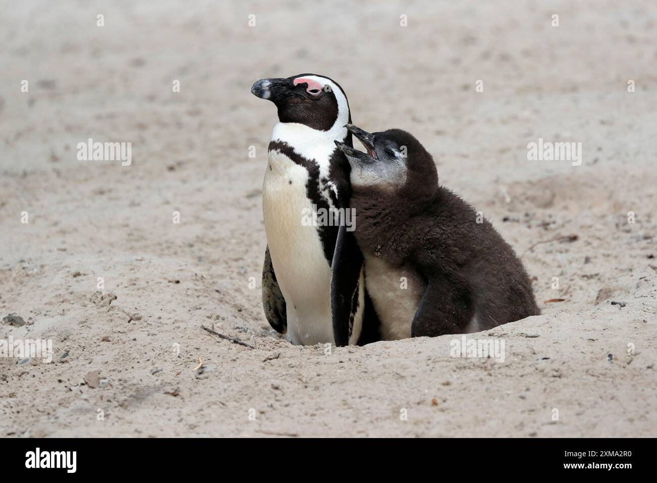 African penguin (Spheniscus demersus), adult with young, at the nest ...