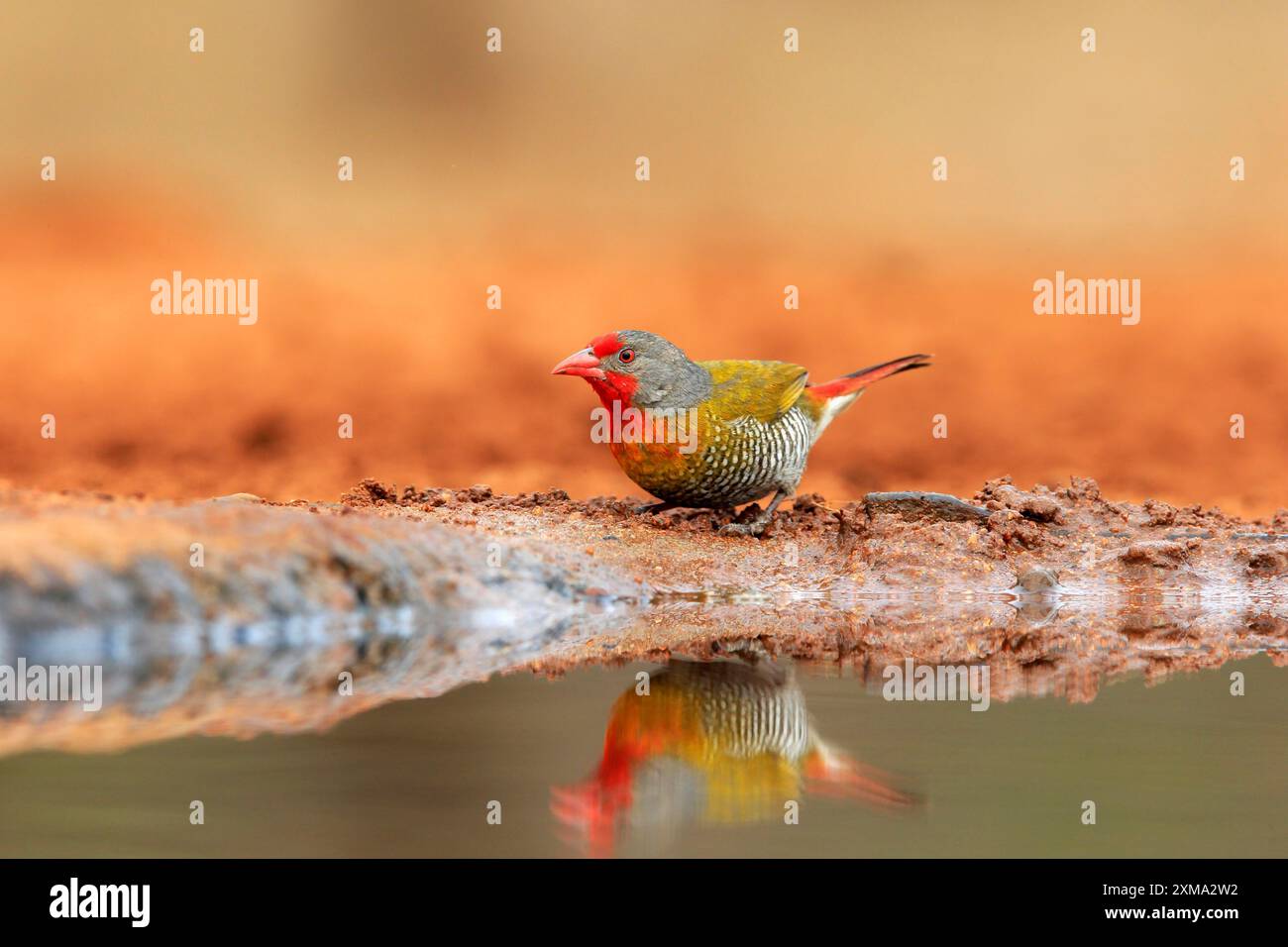 Green-winged pytilia (Pytilia melba), adult, at the water, Kruger ...