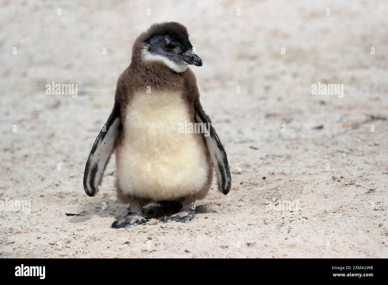 African penguin (Spheniscus demersus), juvenile, on the beach, Boulders ...