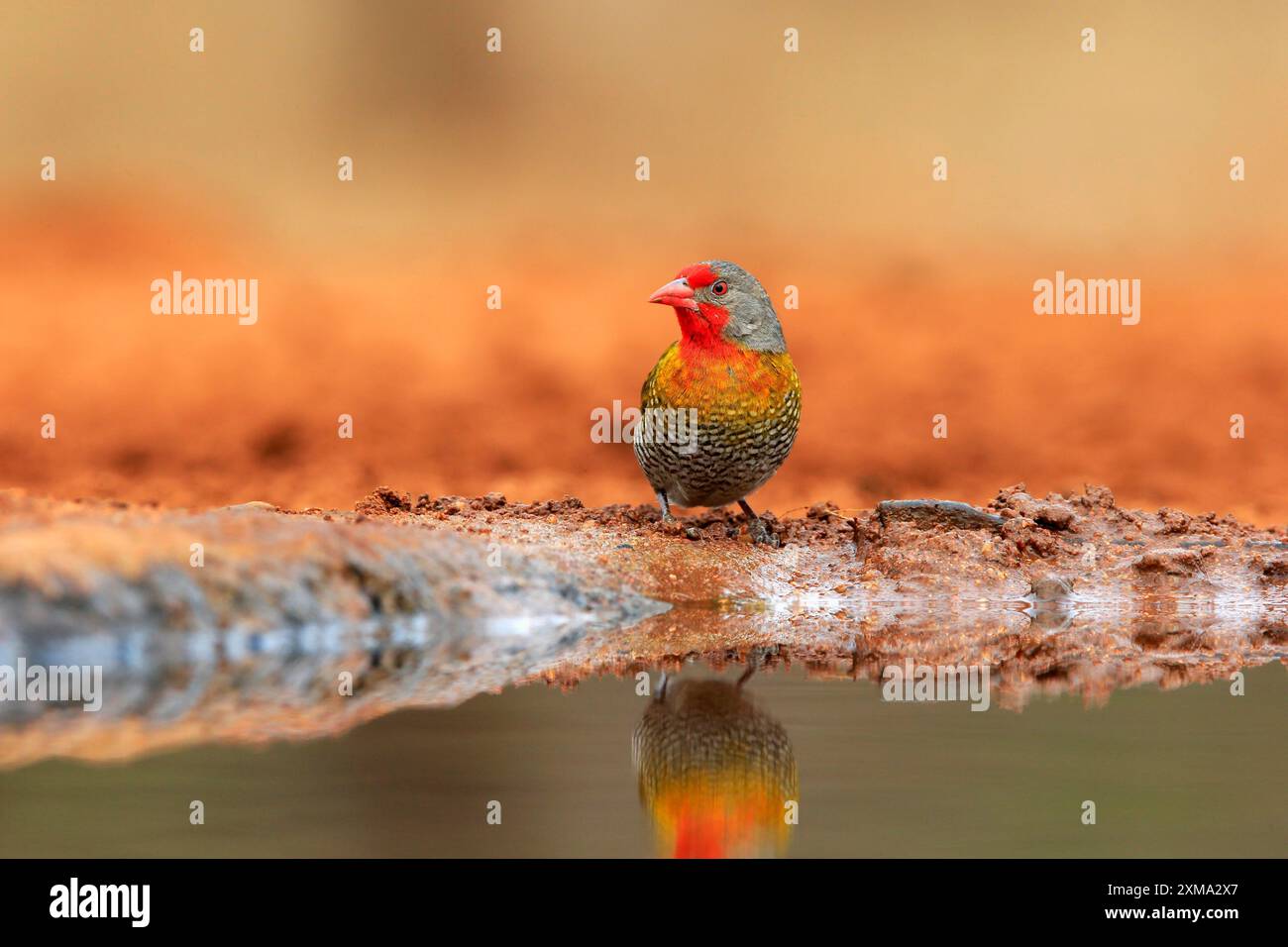 Green-winged pytilia (Pytilia melba), adult, at the water, Kruger ...