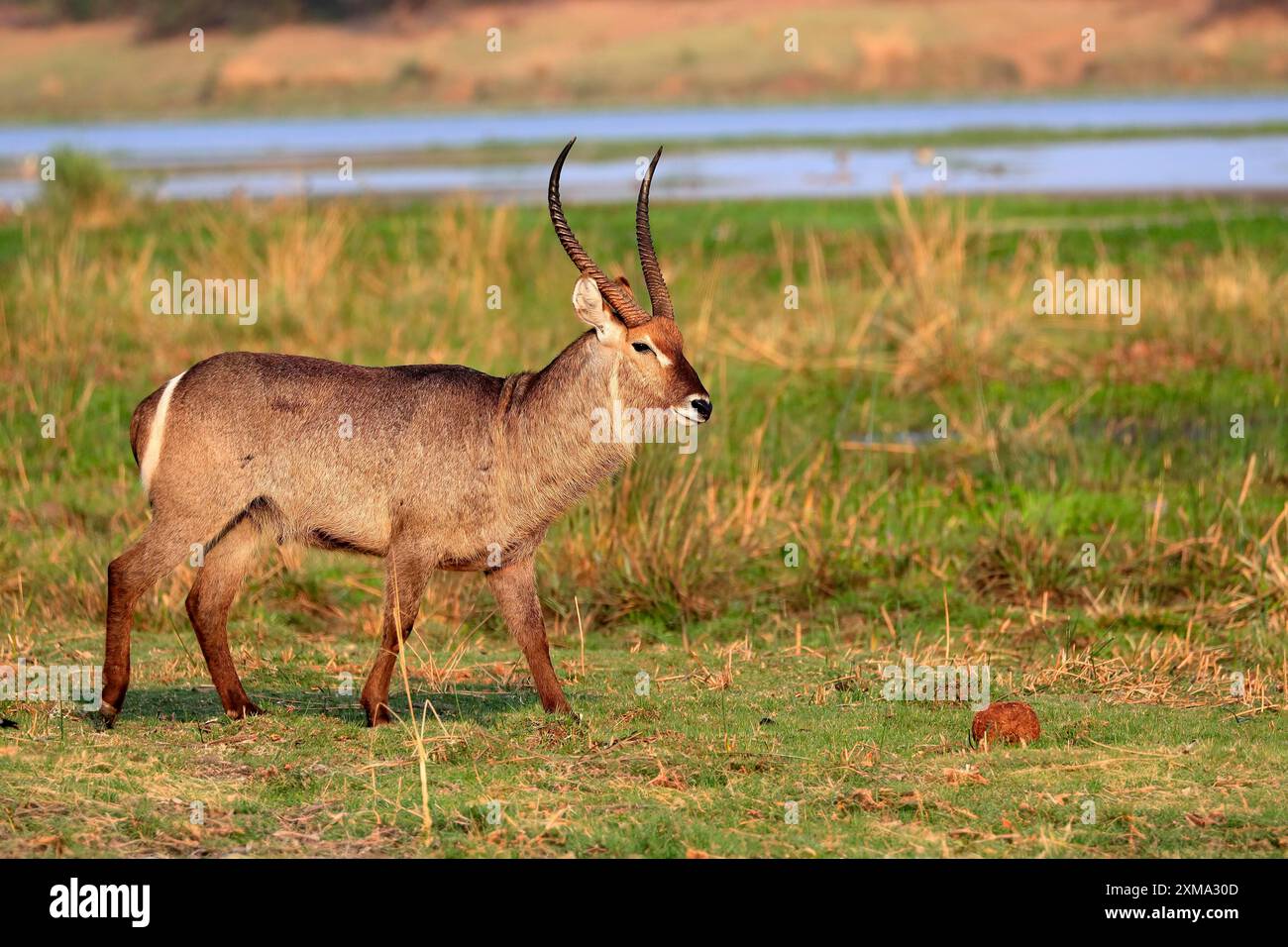 Ellipsen waterbuck (Kobus ellipsiprymnus), adult, male, foraging ...