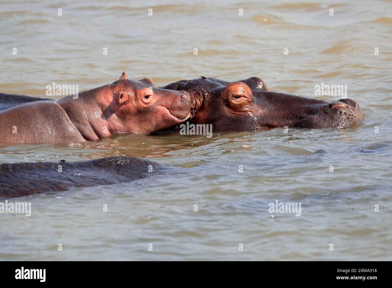 Hippopotamus (Hippopatamus amphibius), adult, juvenile, in water ...