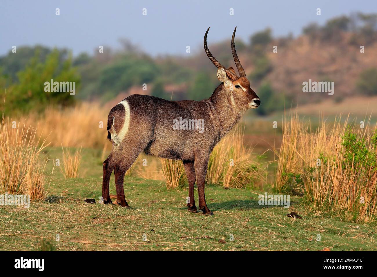 Ellipsen waterbuck (Kobus ellipsiprymnus), adult, male, foraging ...