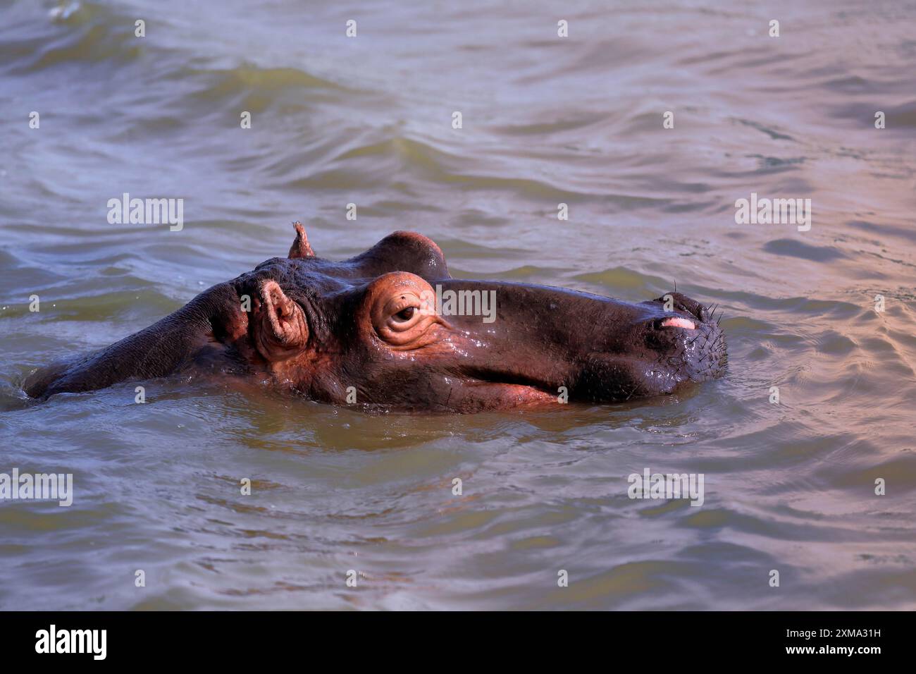Hippopotamus (Hippopatamus amphibius), adult, in water, resting ...