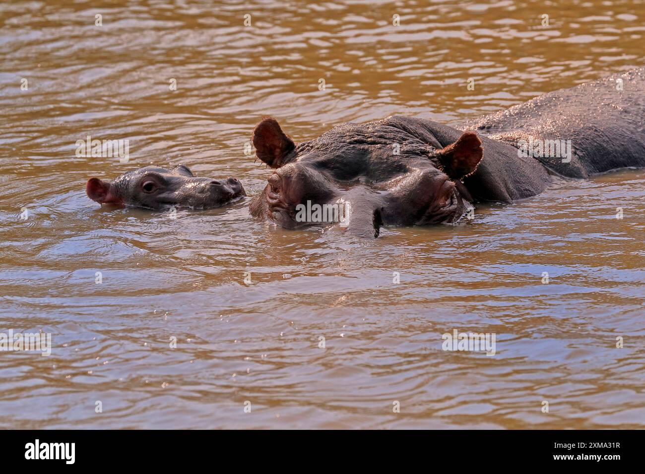 Hippopotamus (Hippopatamus amphibius), adult, juvenile, in water ...