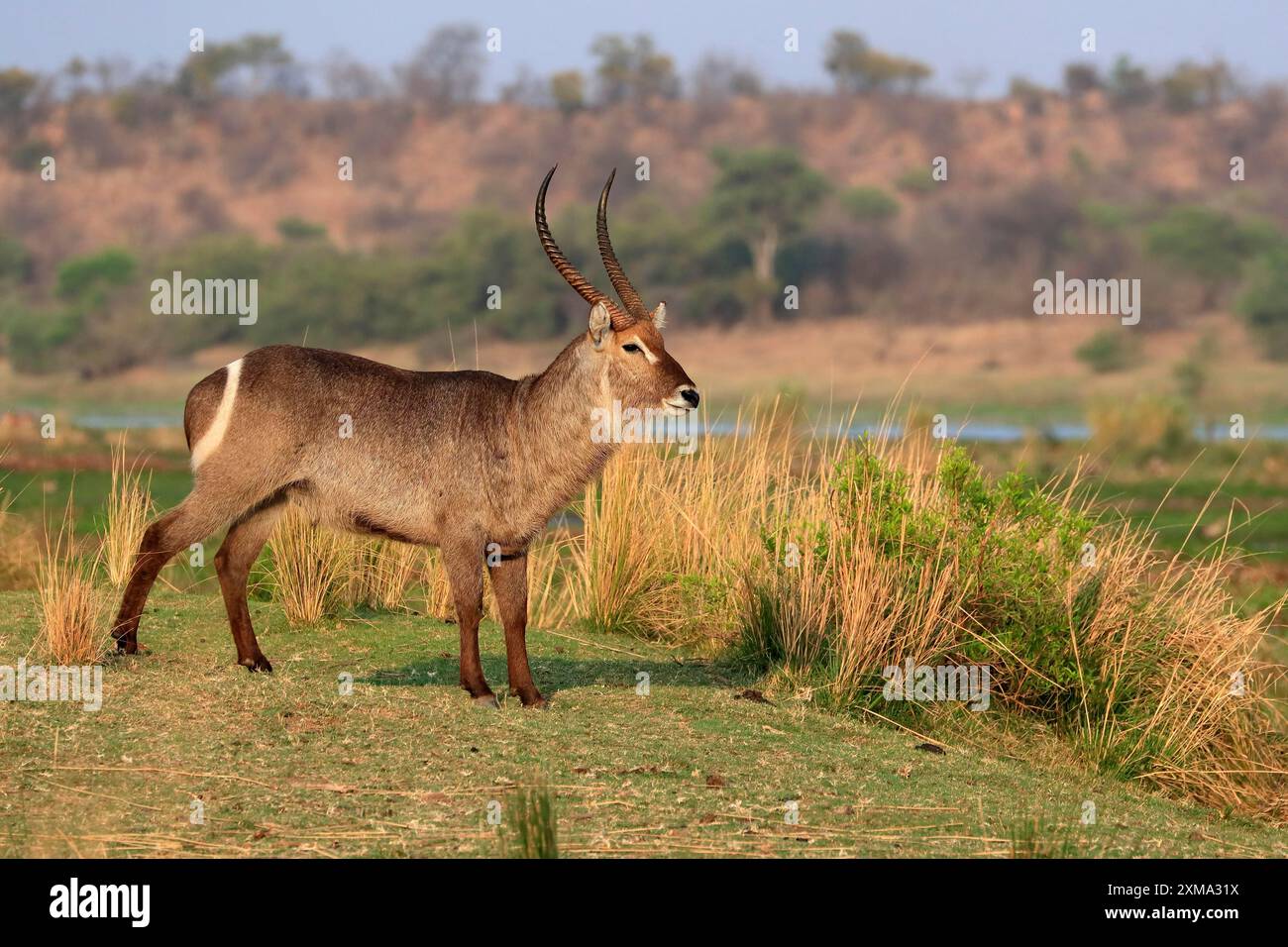 Ellipsen waterbuck (Kobus ellipsiprymnus), adult, male, foraging ...