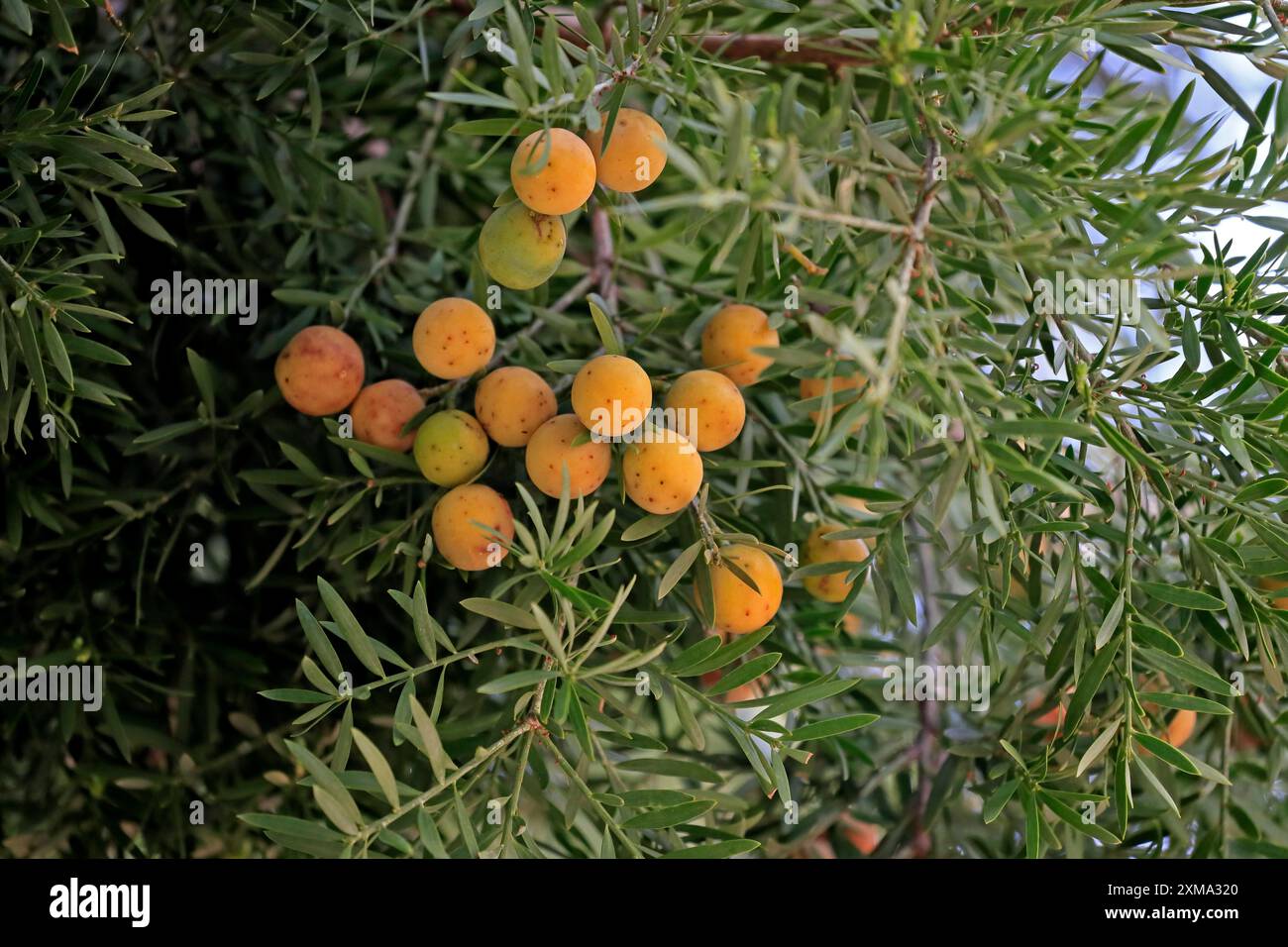 Weeping yew (Afrocarpus falcatus), fruit, fruit stand, Kirstenbosch ...