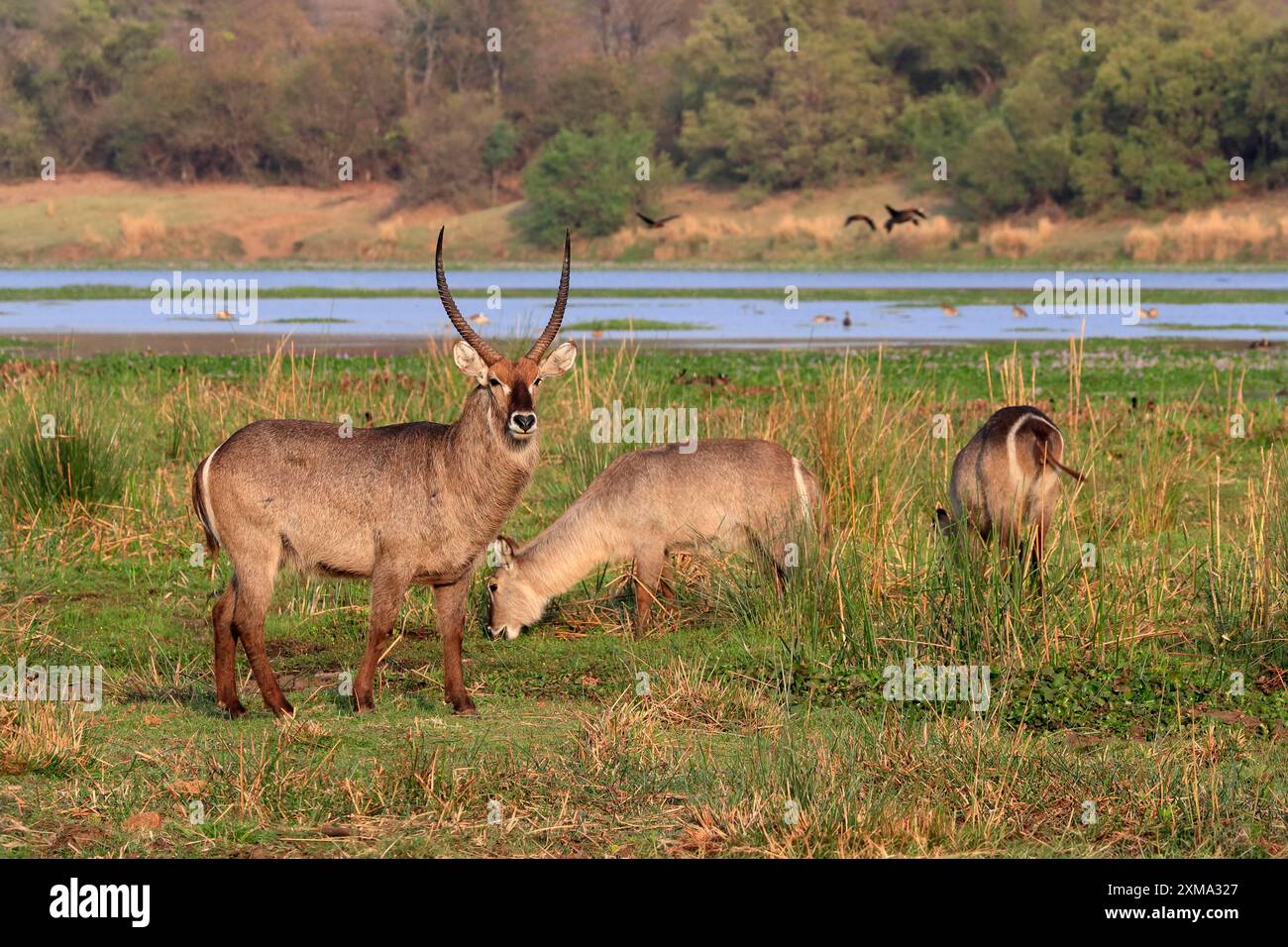 Ellipsen waterbuck (Kobus ellipsiprymnus), adult, male, female, group ...
