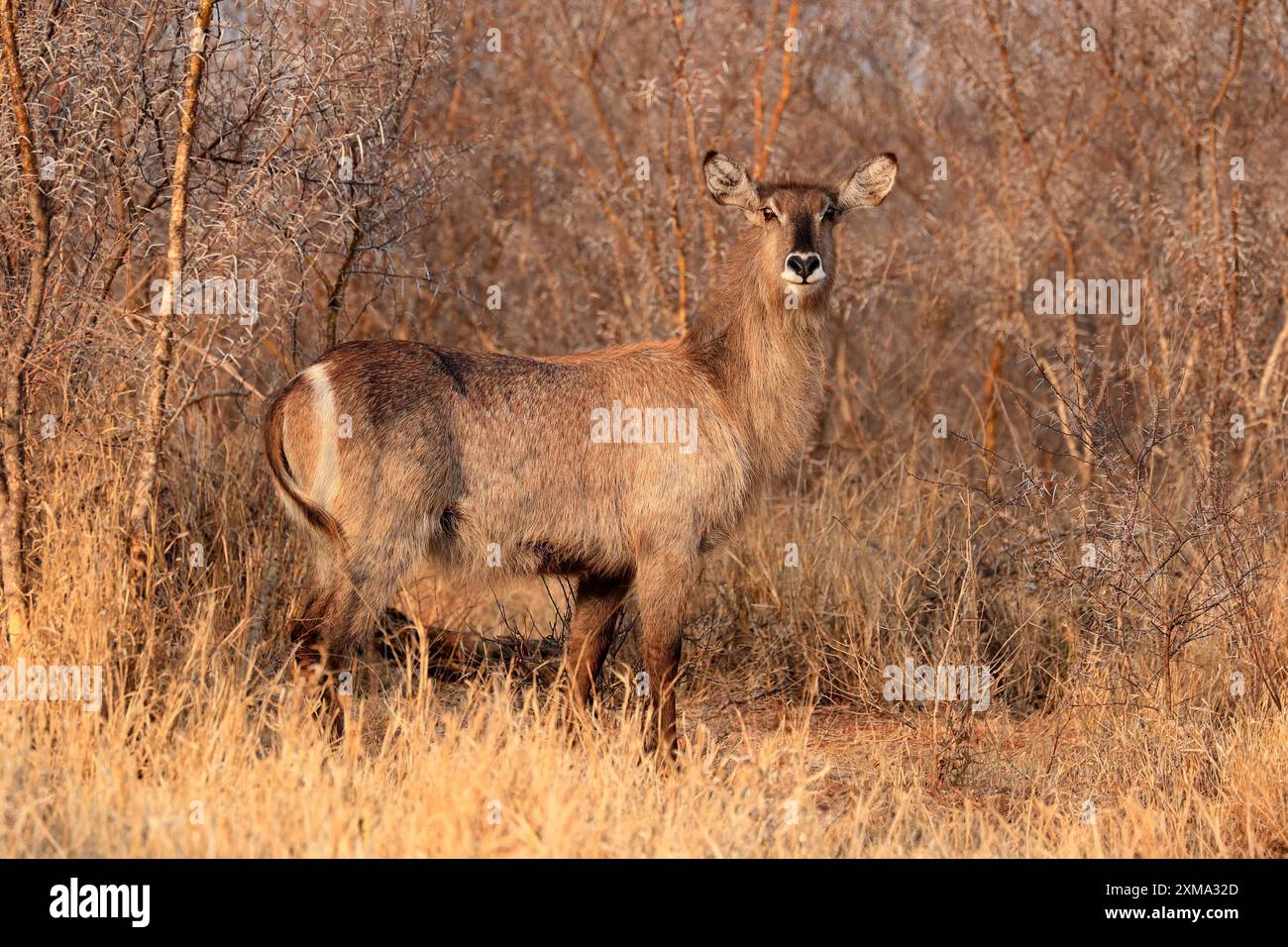 Ellipsen waterbuck (Kobus ellipsiprymnus), adult, female, foraging ...