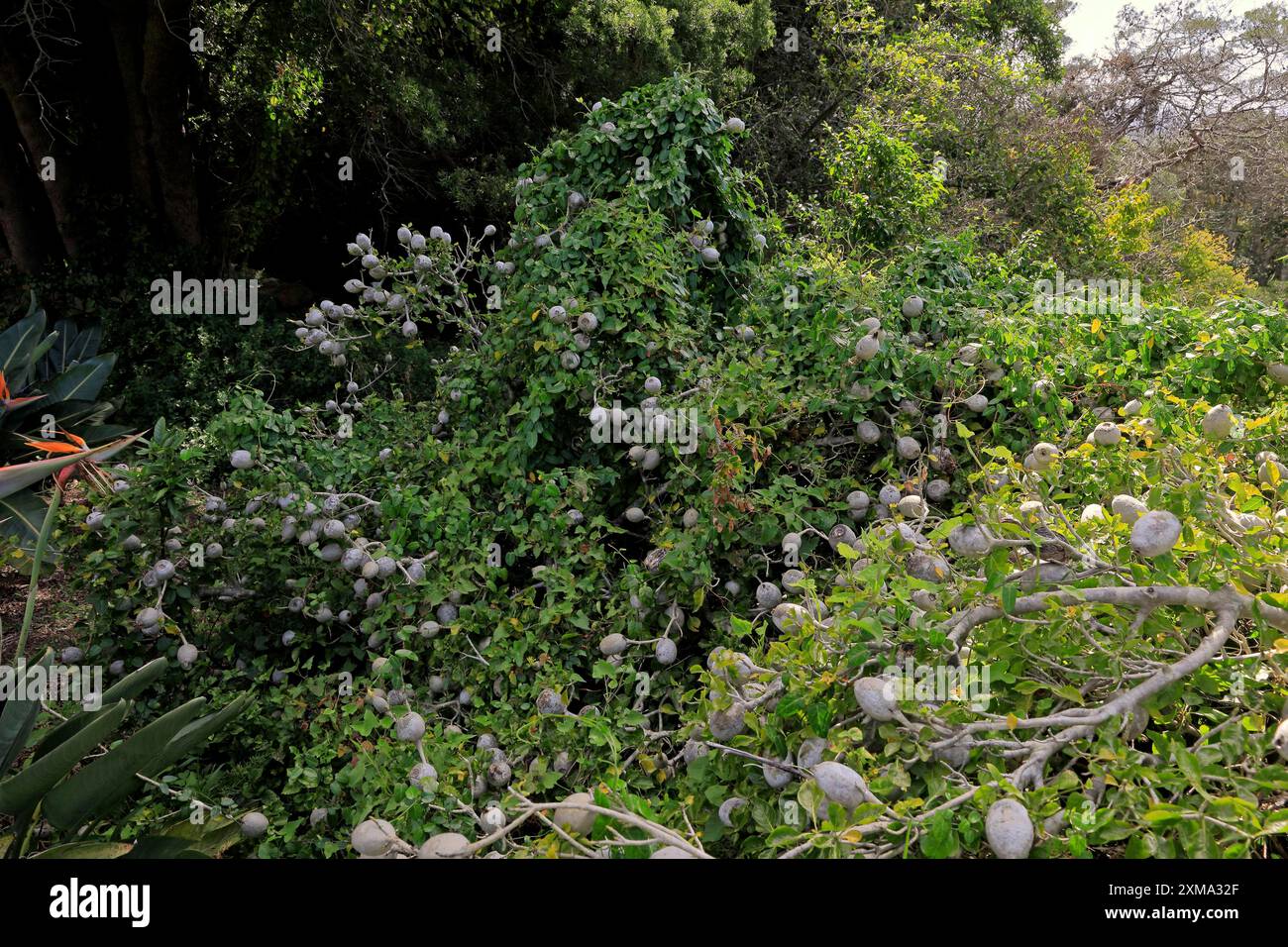 Gardenia, African forest gardenia, white gardenia, wild gardenia ...