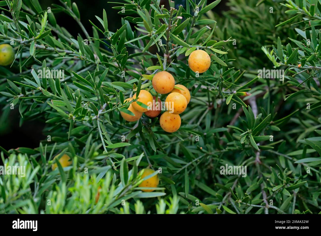 Weeping yew (Afrocarpus falcatus), fruit, fruit stand, Kirstenbosch ...