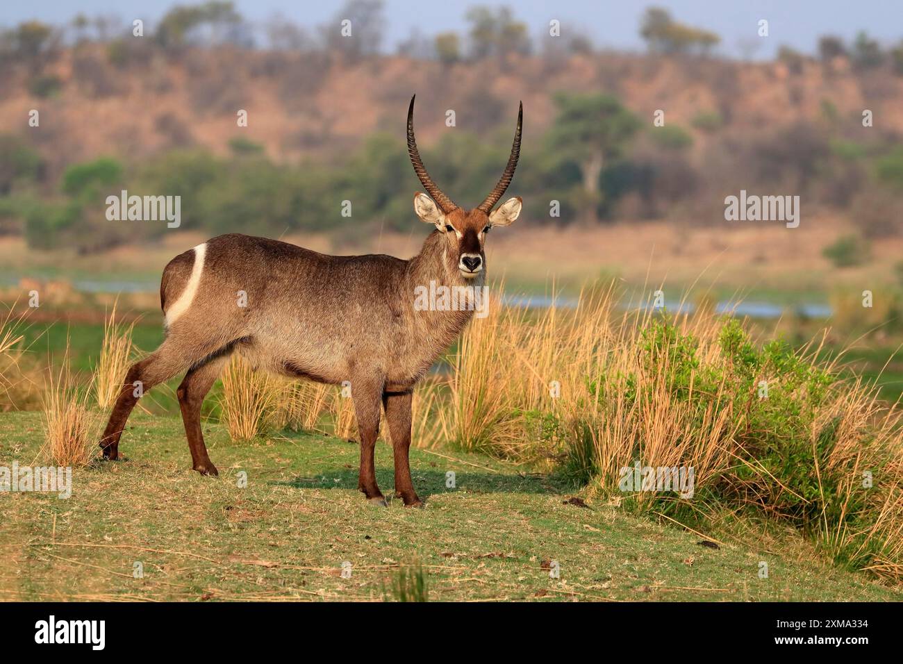 Ellipsen waterbuck (Kobus ellipsiprymnus), adult, male, foraging ...