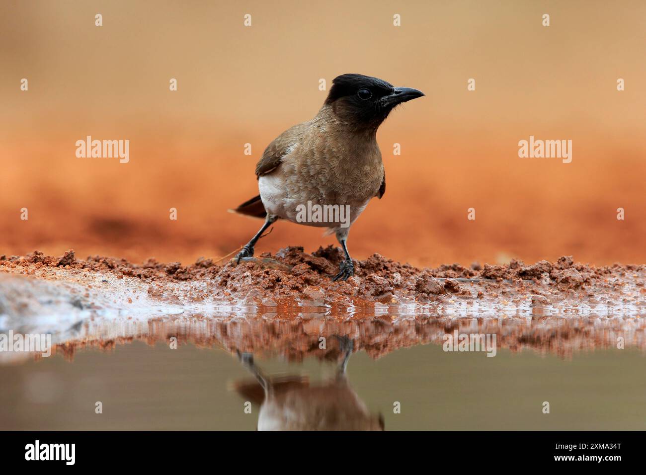 Grey bulbul (Pycnonotus barbatus), adult, at the water, Kruger National ...
