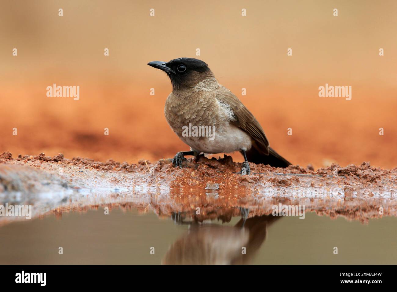 Grey bulbul (Pycnonotus barbatus), adult, at the water, Kruger National ...
