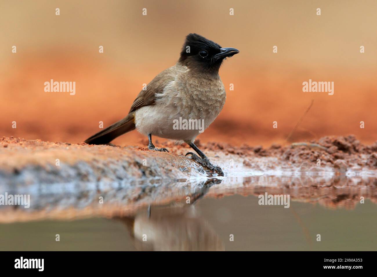 Grey bulbul (Pycnonotus barbatus), adult, at the water, drinking ...