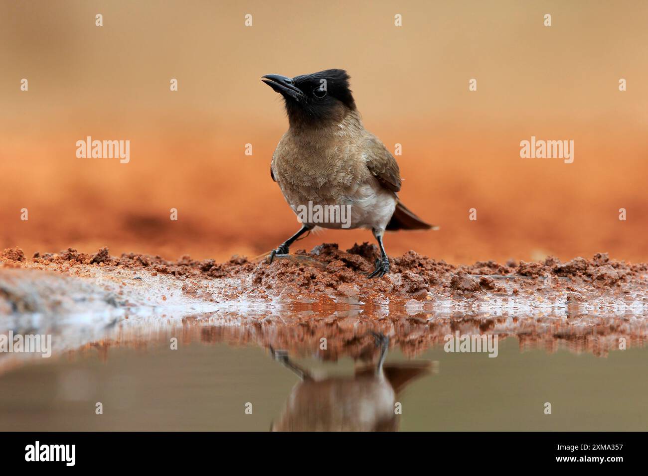 Grey bulbul (Pycnonotus barbatus), adult, at the water, Kruger National ...