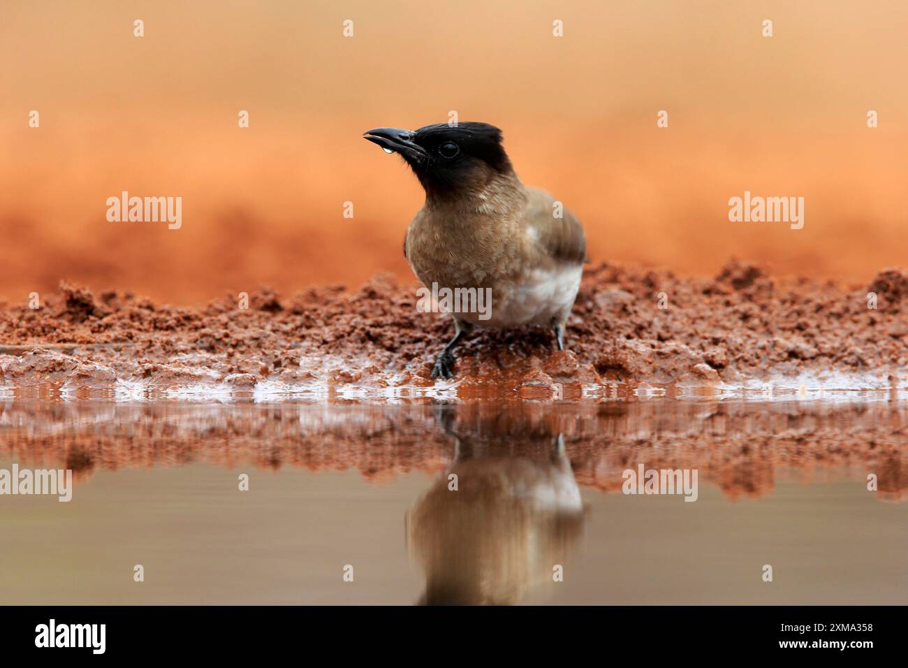Grey bulbul (Pycnonotus barbatus), adult, at the water, drinking ...