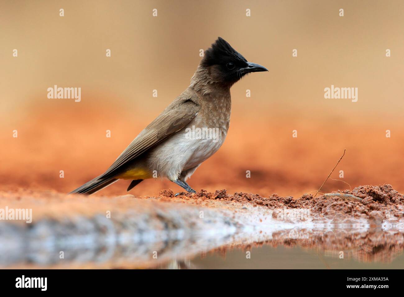 Grey bulbul (Pycnonotus barbatus), adult, at the water, Kruger National ...