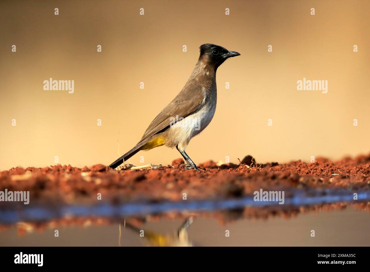 Grey bulbul (Pycnonotus barbatus), adult, at the water, Kruger National ...