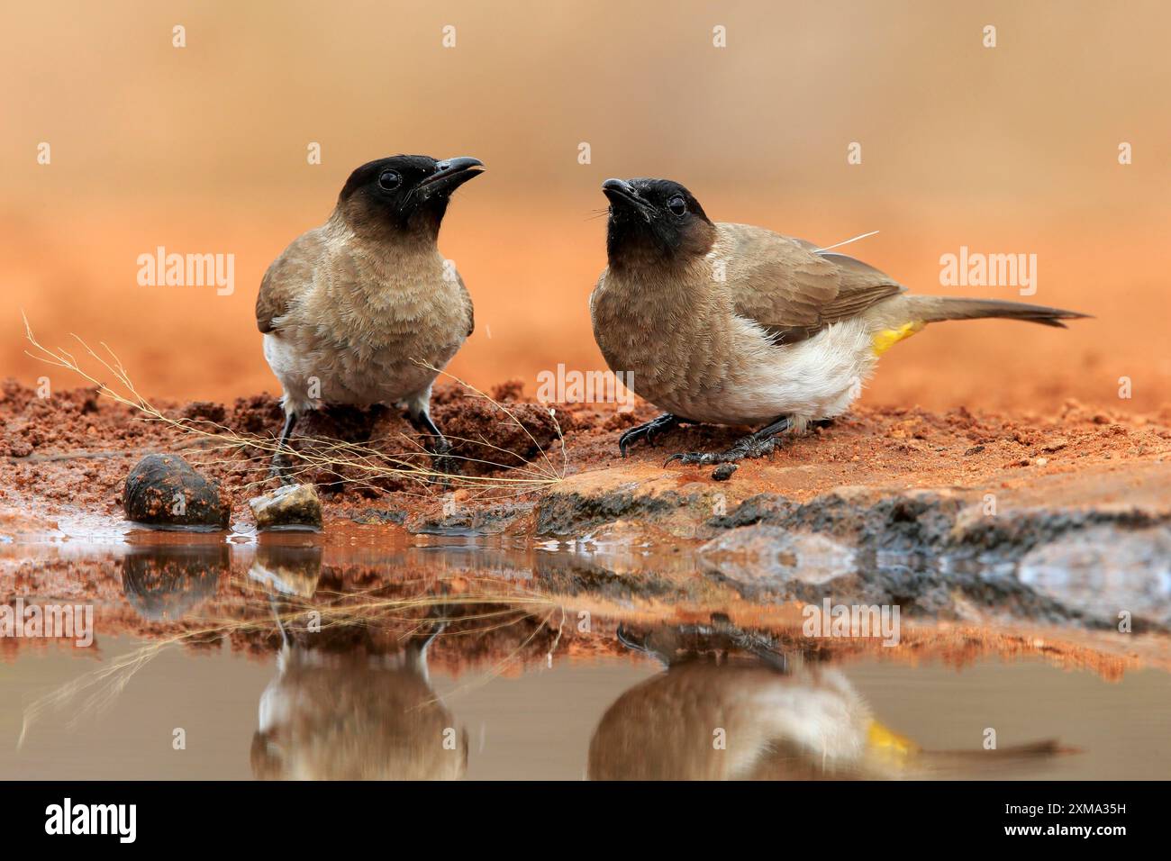 Grey bulbul (Pycnonotus barbatus), adult, pair, at the water, Kruger ...