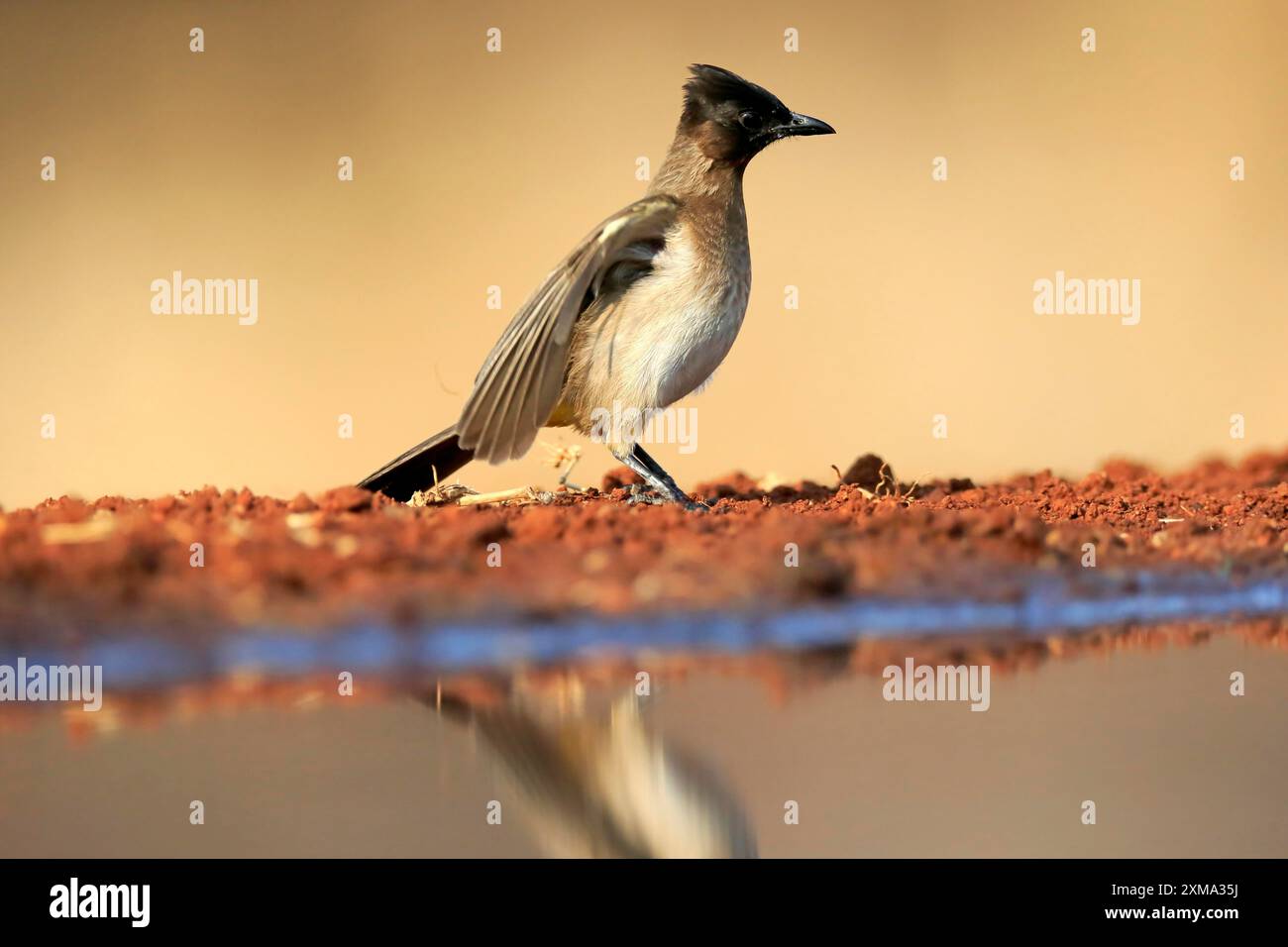 Grey bulbul (Pycnonotus barbatus), adult, at the water, Kruger National ...