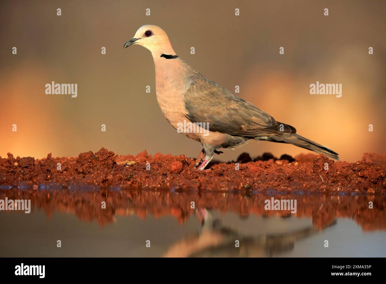 Red-eyed dove (Streptopelia semitorquata), Red-eyed Dove adult, at the ...