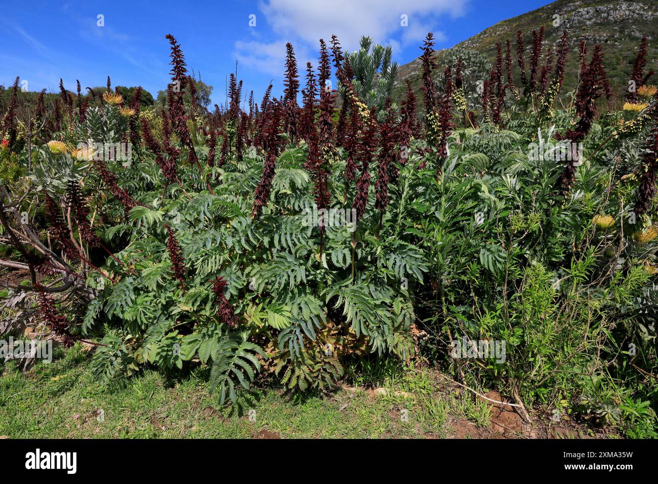 Giant honey flower (Melianthus major), flowering, flowers, shrub ...