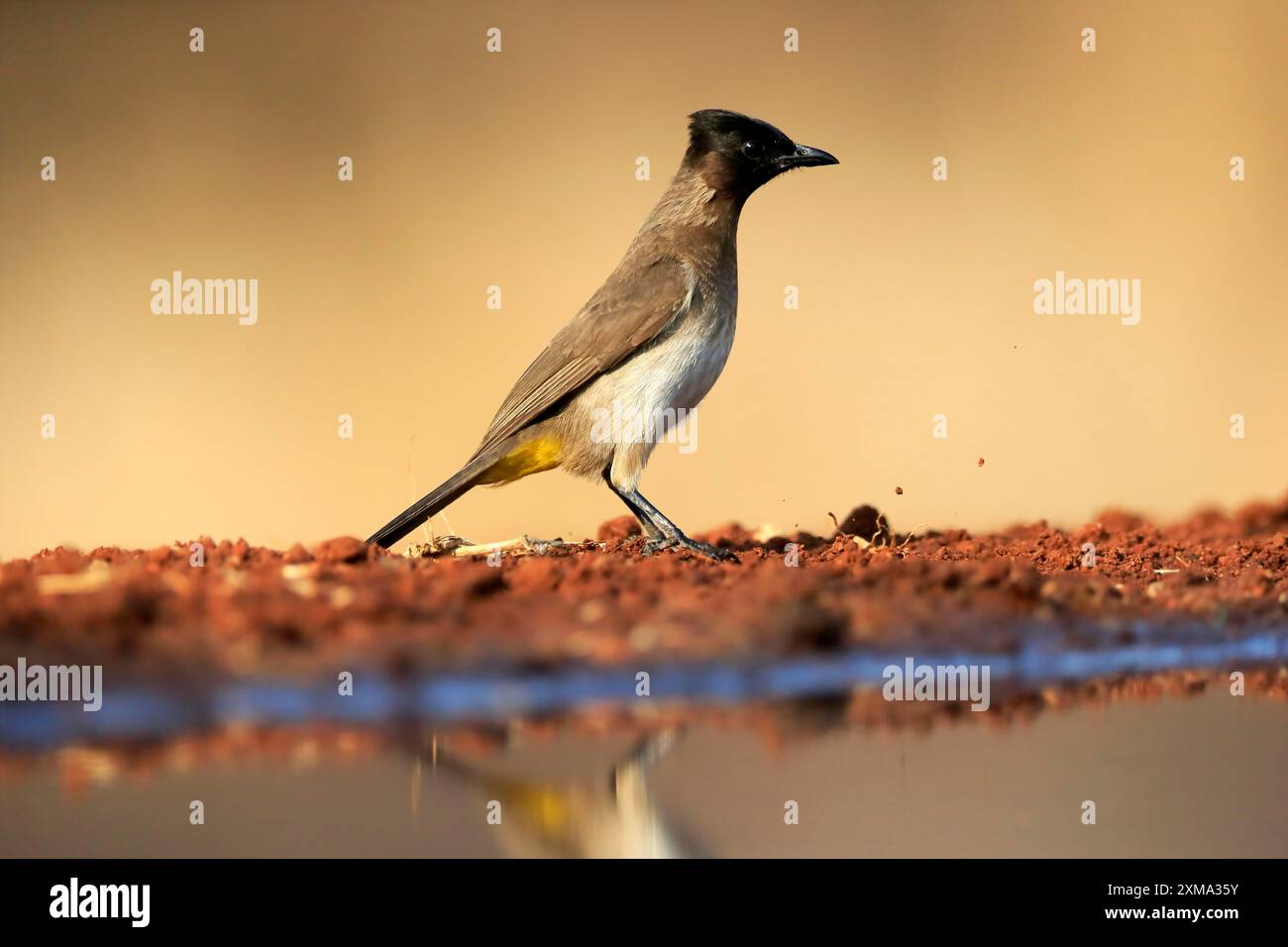 Grey bulbul (Pycnonotus barbatus), adult, at the water, Kruger National ...